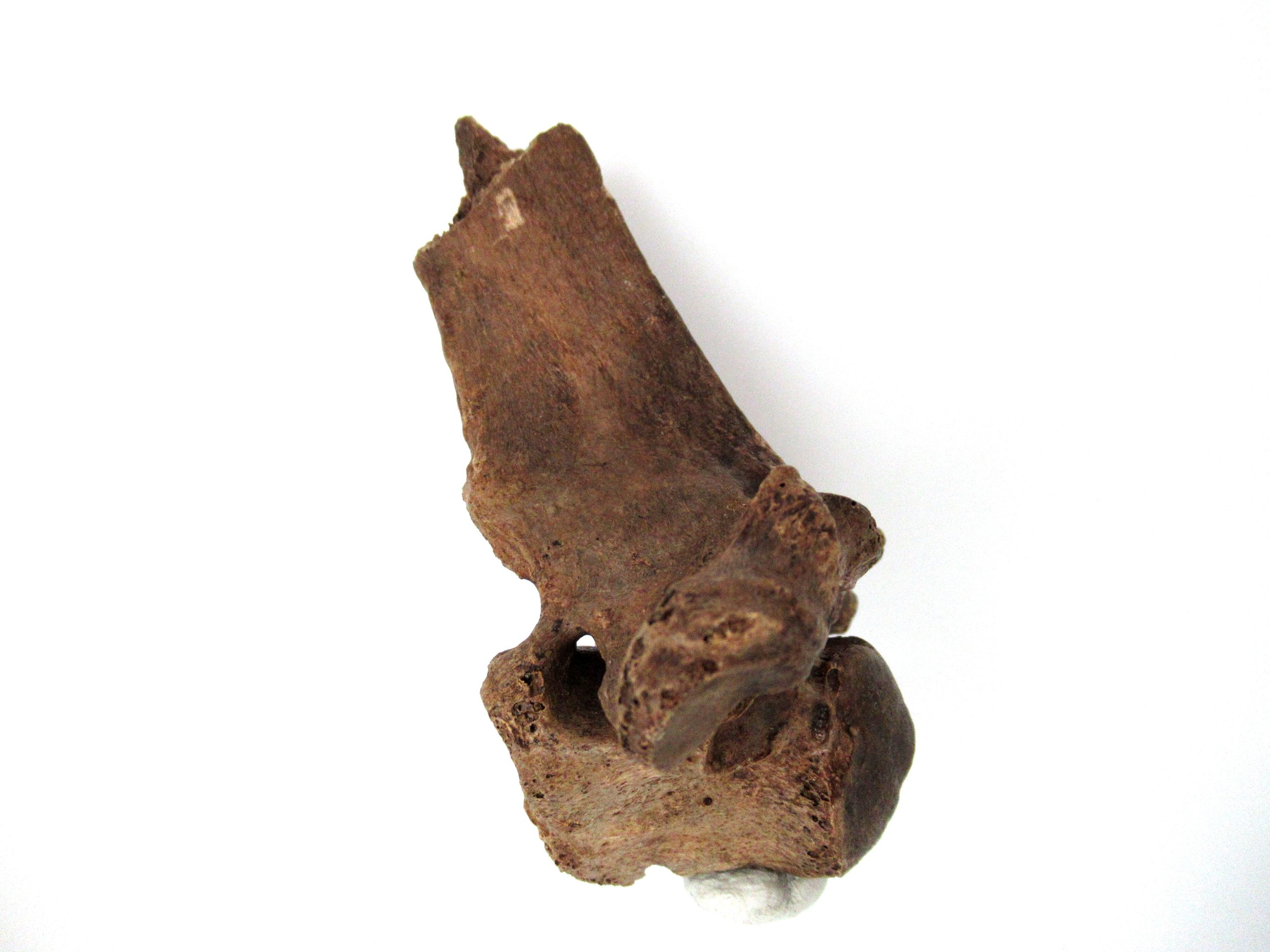 Florida Ice Age Tapir Vertebrae #1 | Fossils for Sale