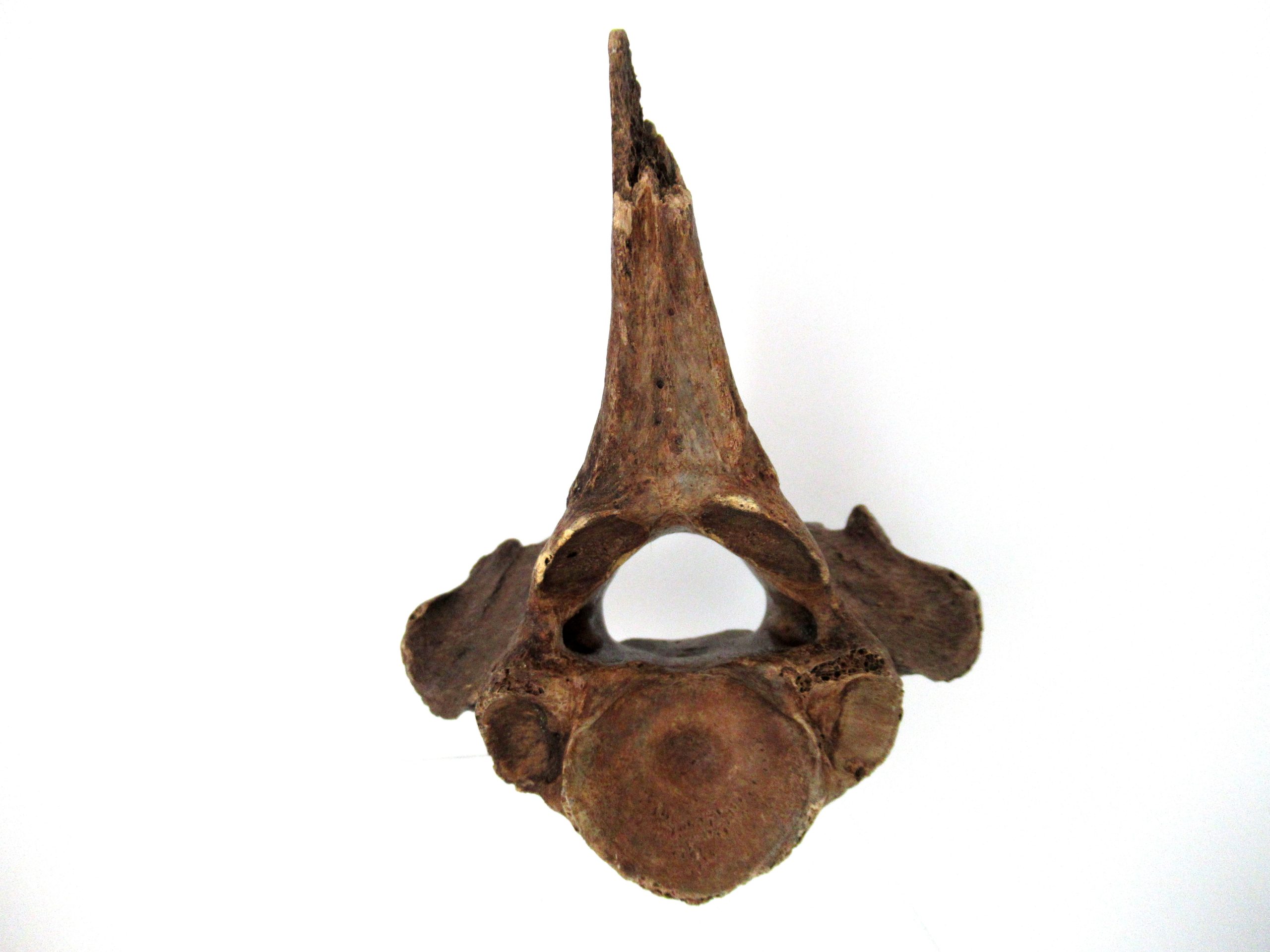 Florida Ice Age Tapir Vertebrae #1 | Fossils for Sale