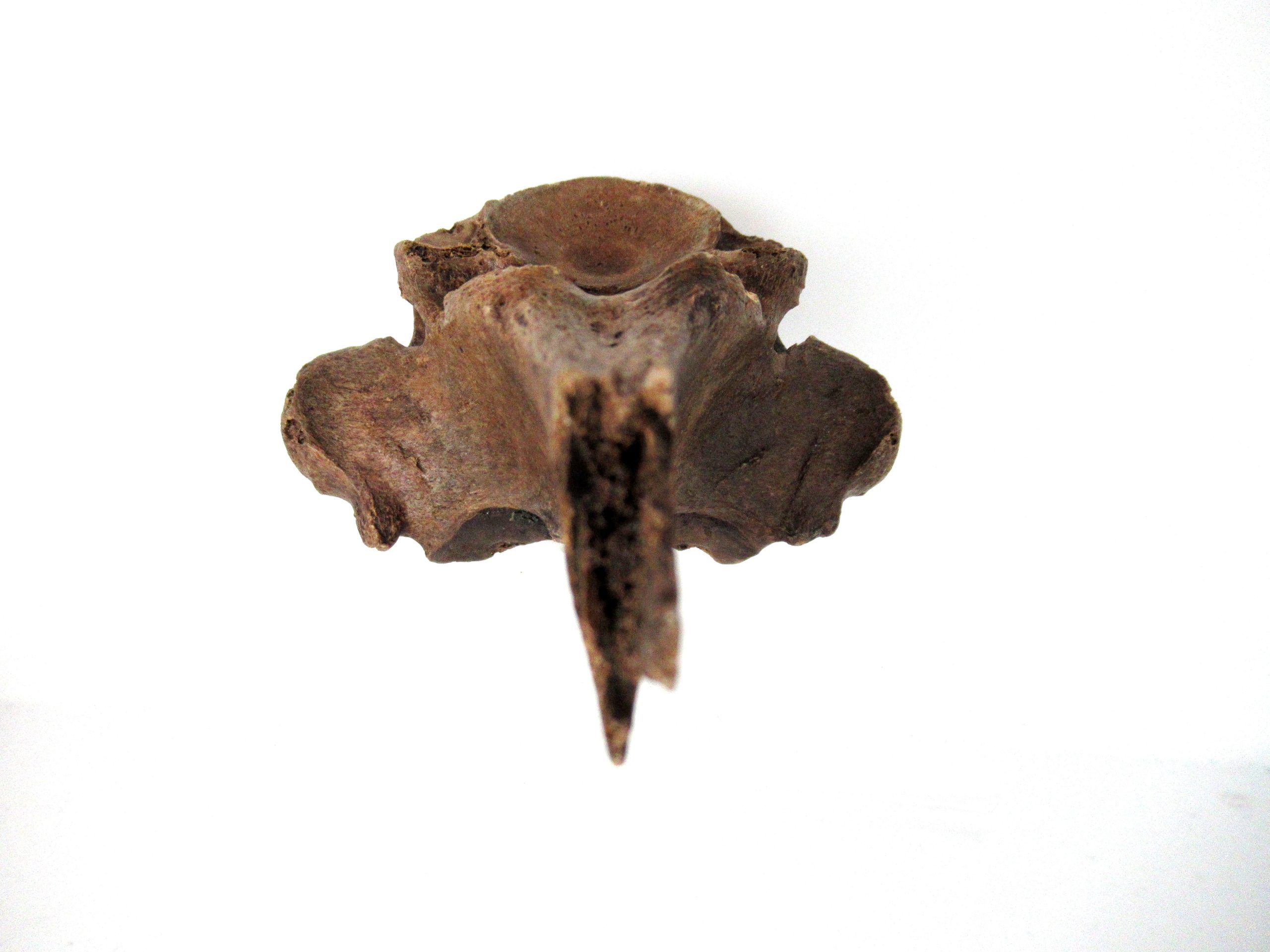 Florida Ice Age Tapir Vertebrae #1 | Fossils for Sale