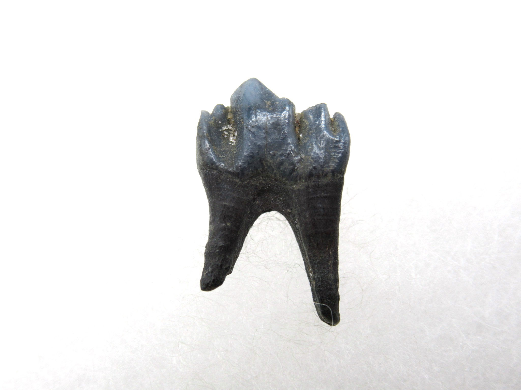 Florida Pleistocene Deer Tooth #5 | Fossils for Sale