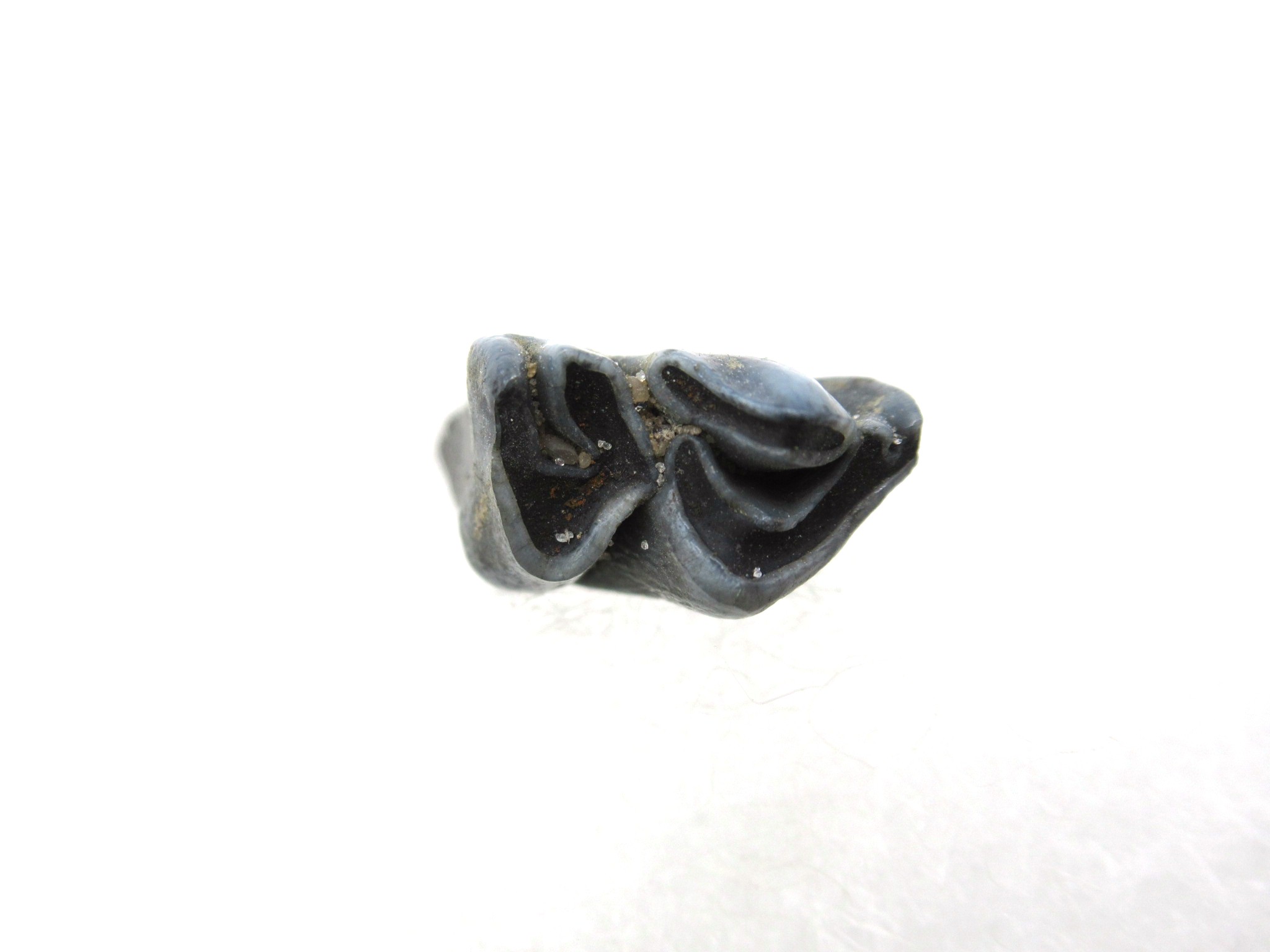 Florida Pleistocene Deer Tooth #5 | Fossils for Sale
