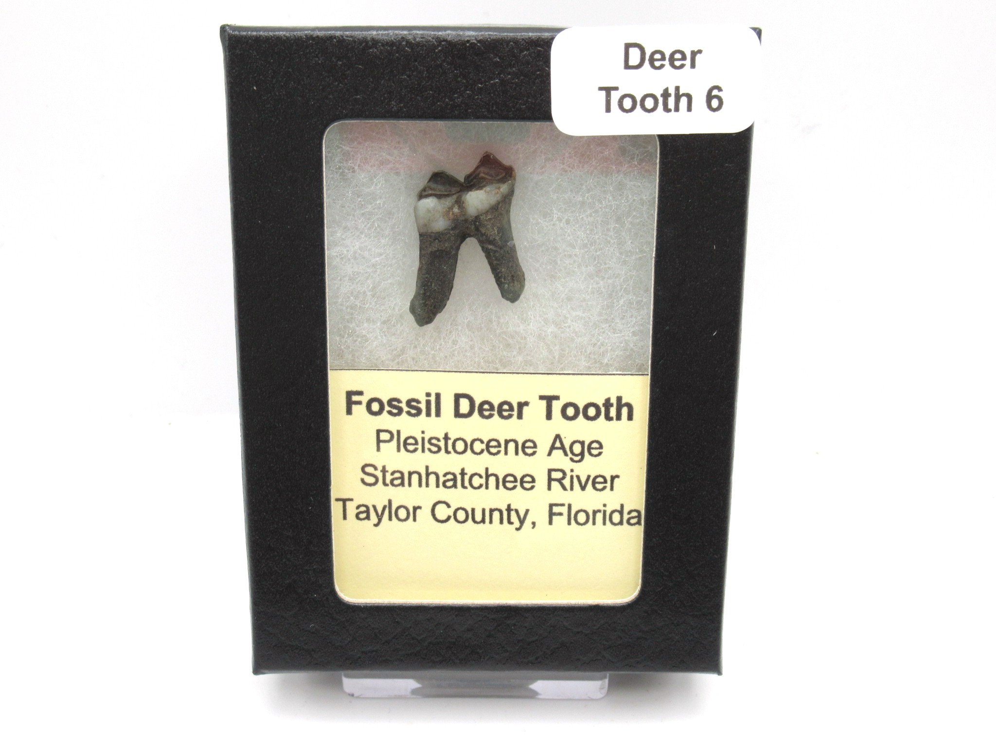 Florida Pleistocene Deer Tooth #6 | Fossils for Sale