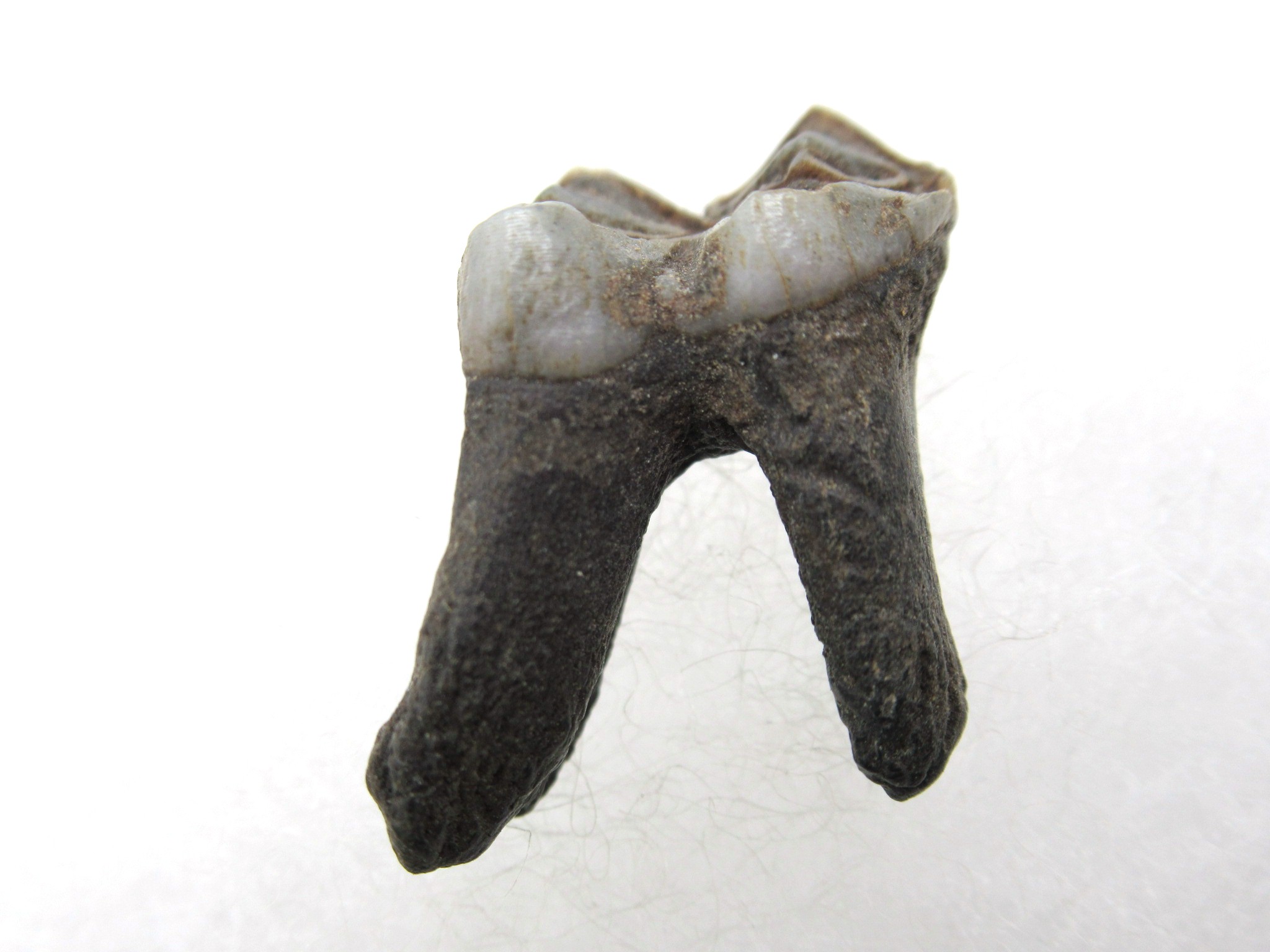 Florida Pleistocene Deer Tooth #6 | Fossils for Sale