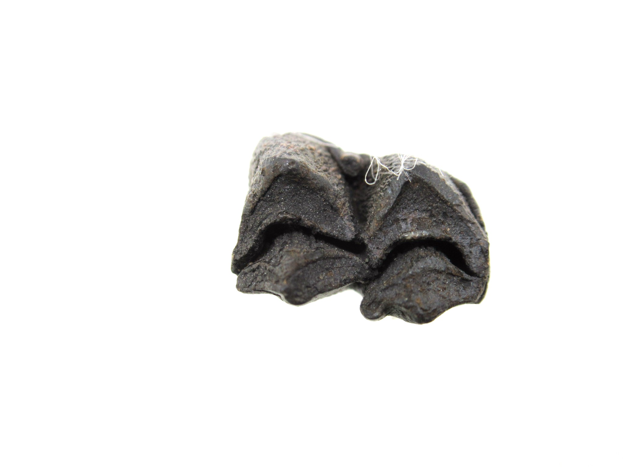 Florida Pleistocene Deer Tooth #8 | Fossils for Sale