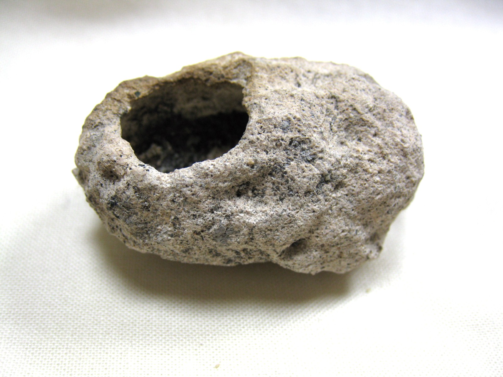 Fossil Weevil Cocoon #1 | Fossils for Sale
