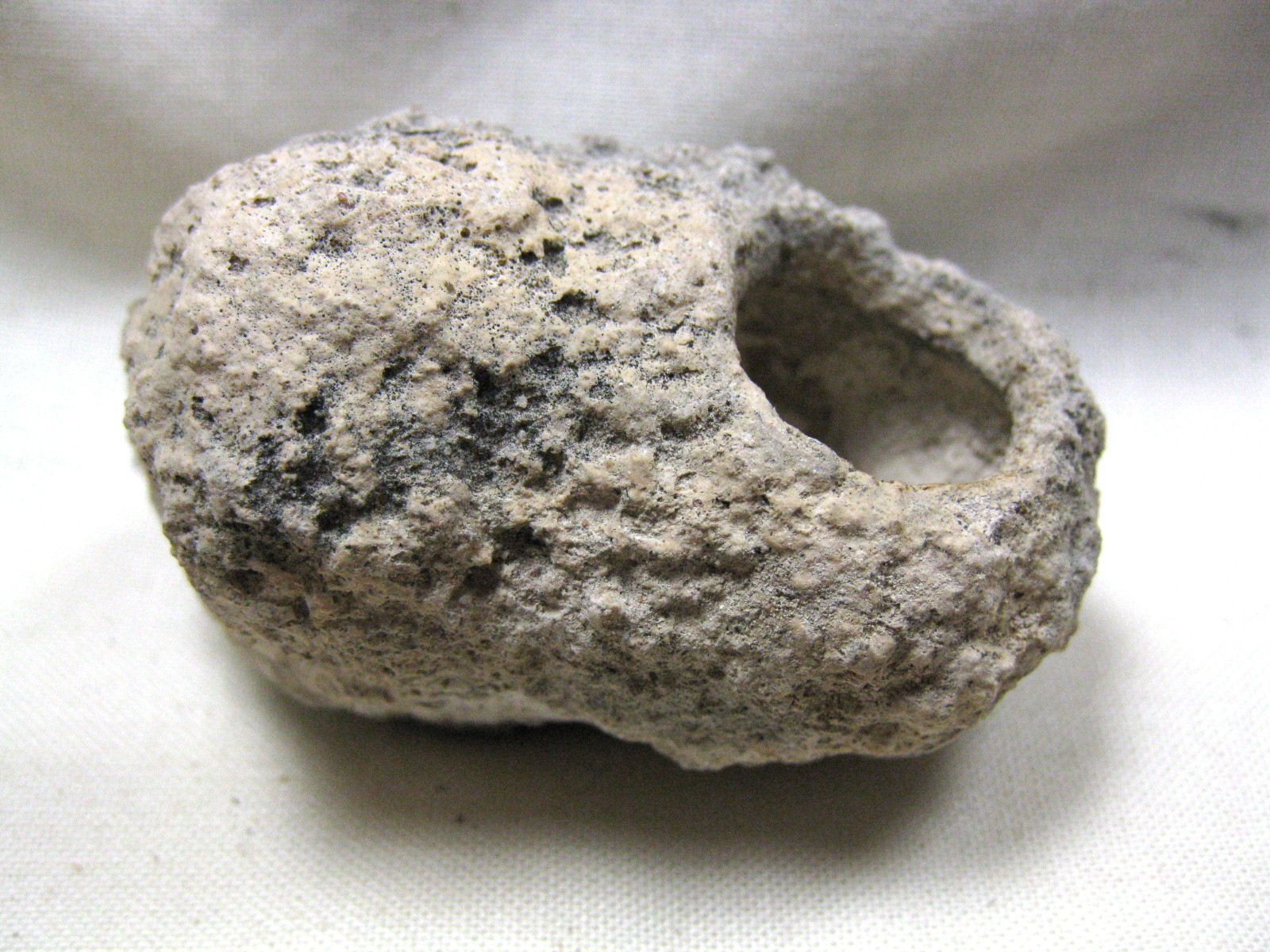 Fossil Weevil Cocoon #12 | Fossils for Sale