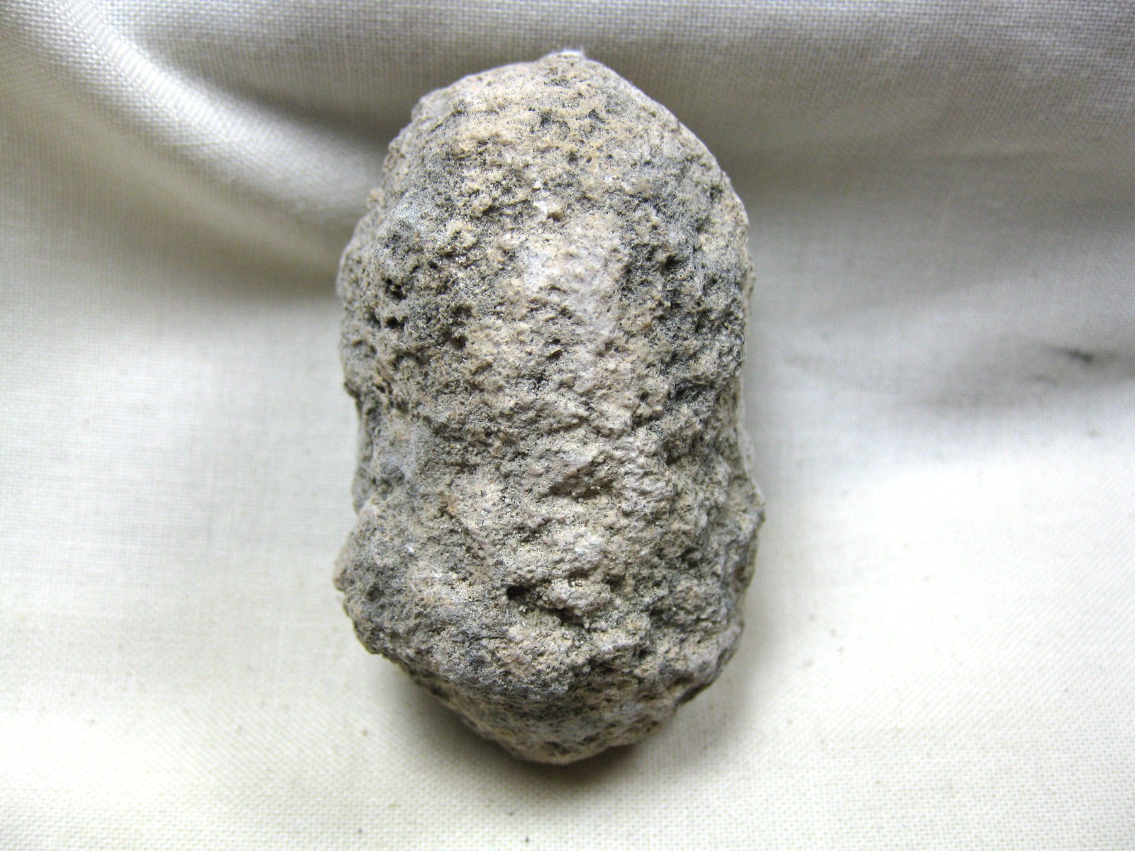 Fossil Weevil Cocoon #12 | Fossils for Sale