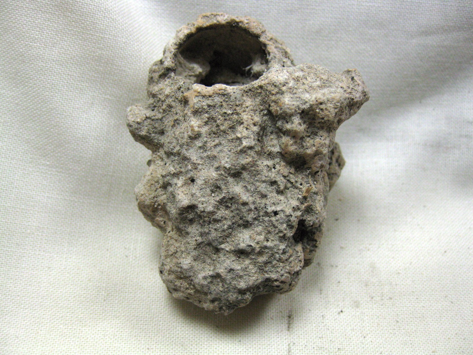Fossil Weevil Cocoon #15 | Fossils for Sale