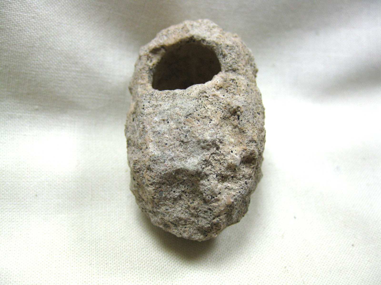 Fossil Weevil Cocoon #2 | Fossils for Sale