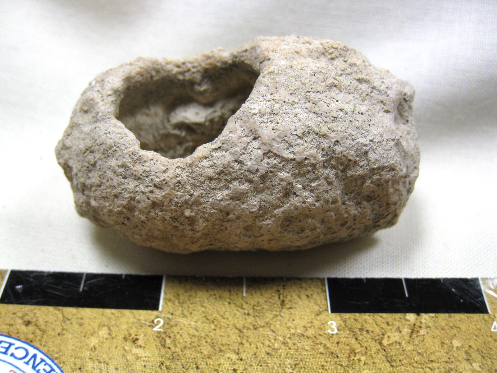 Fossil Weevil Cocoon #6 | Fossils for Sale