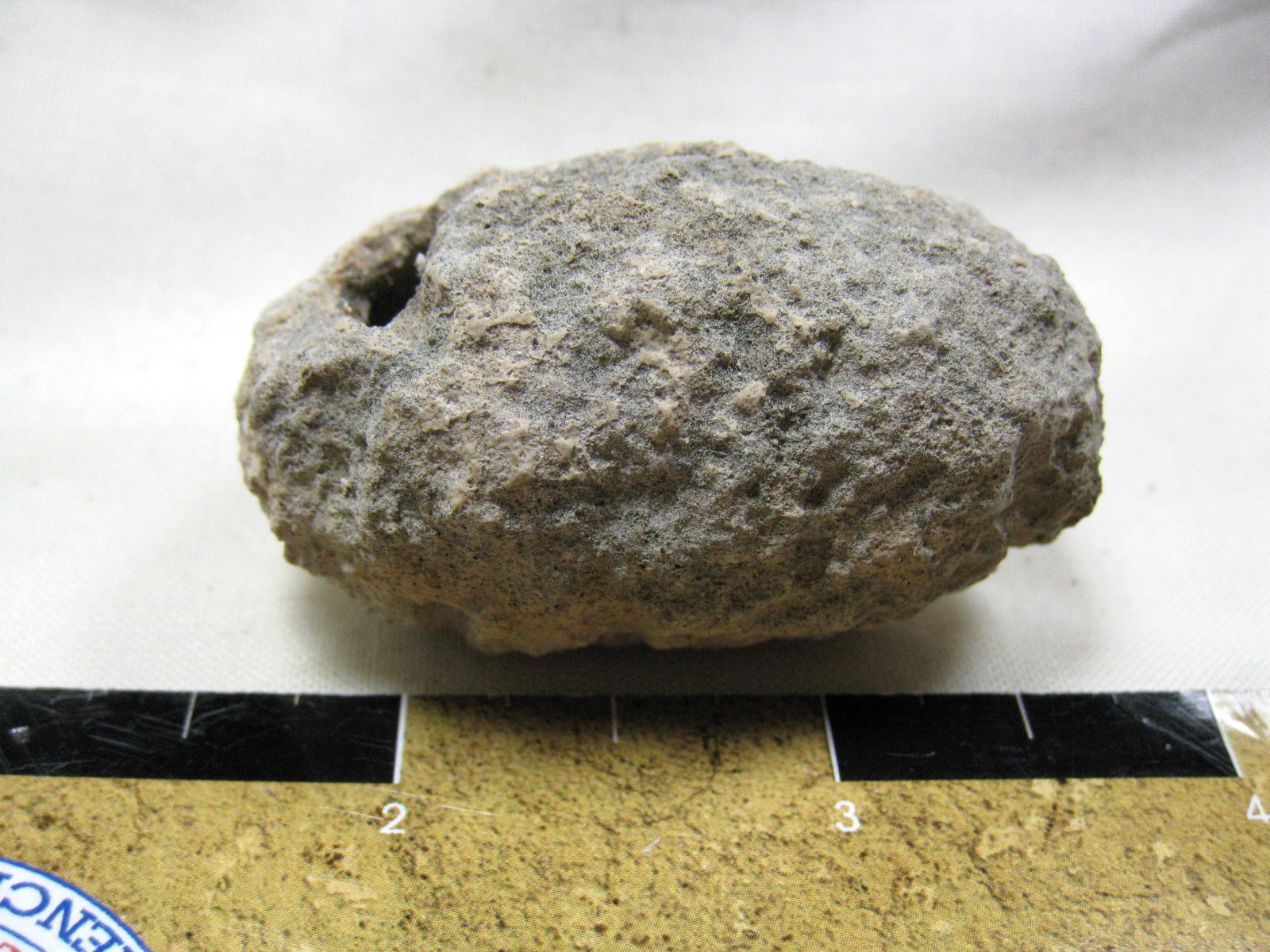 Fossil Weevil Cocoon #9 | Fossils for Sale