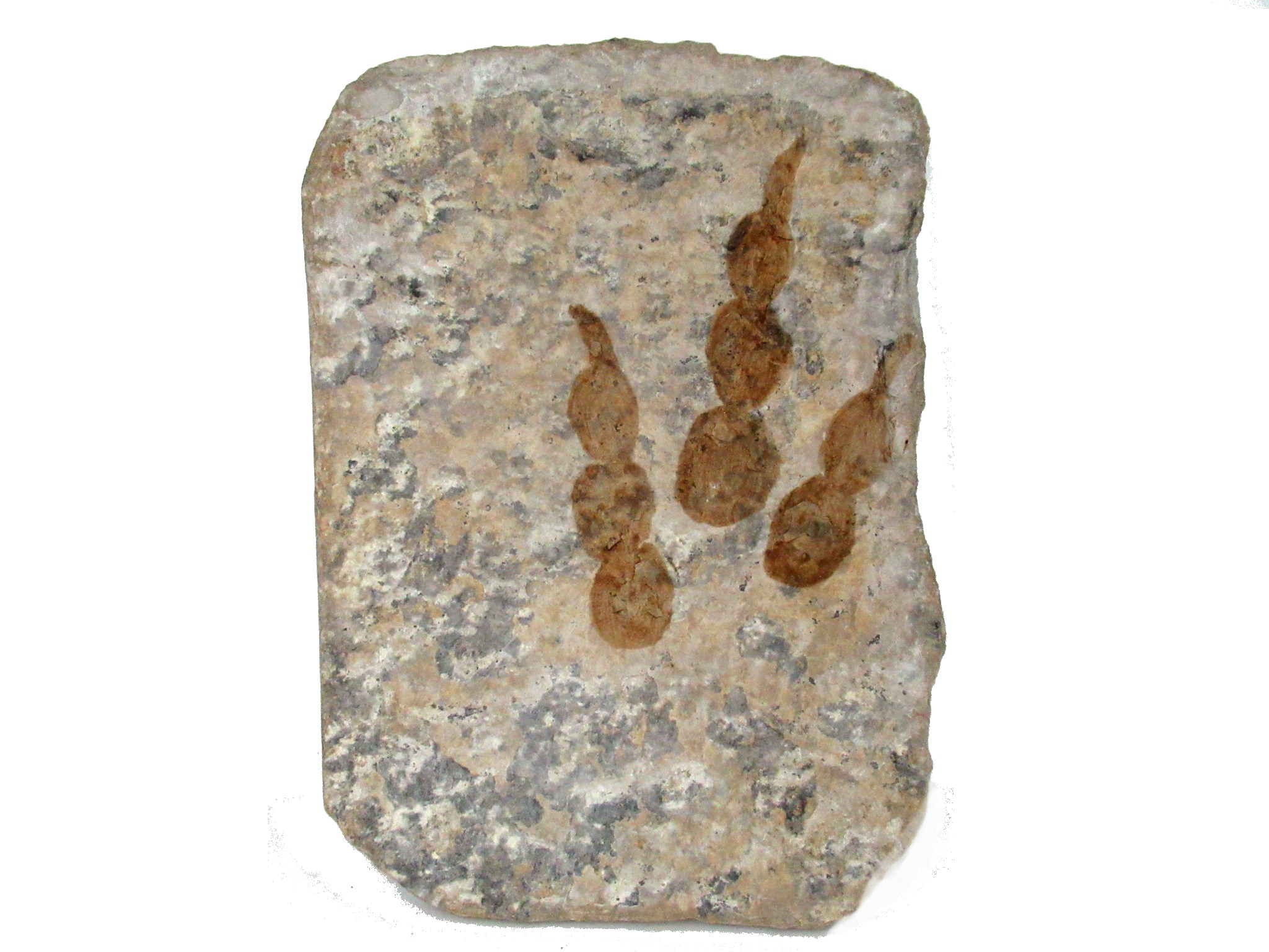French Grallator Dinosaur Track #4 | Fossils for Sale