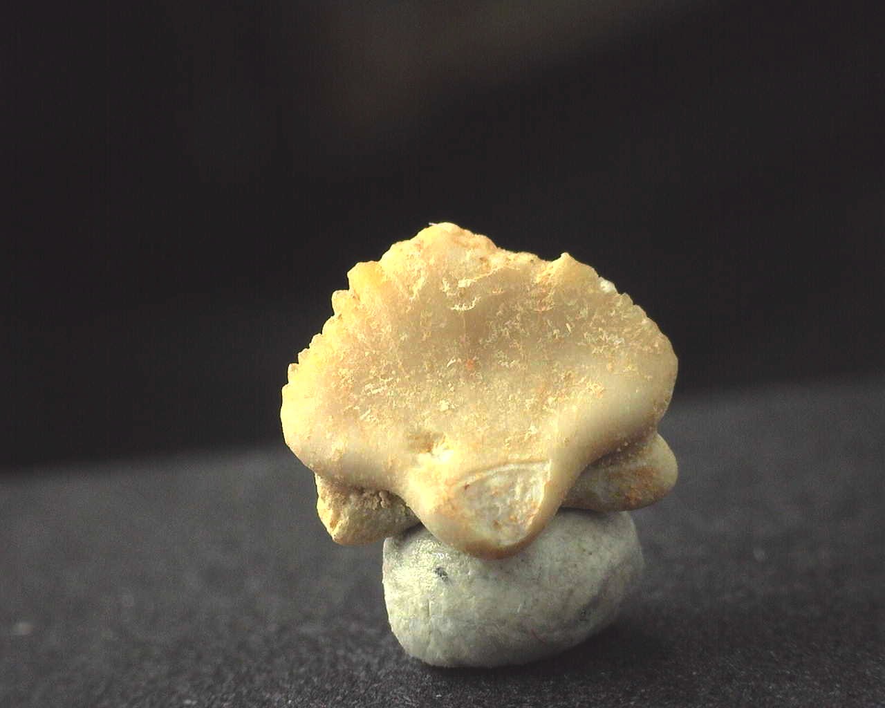 Ginglymostoma Shark Tooth #10 | Fossils for Sale