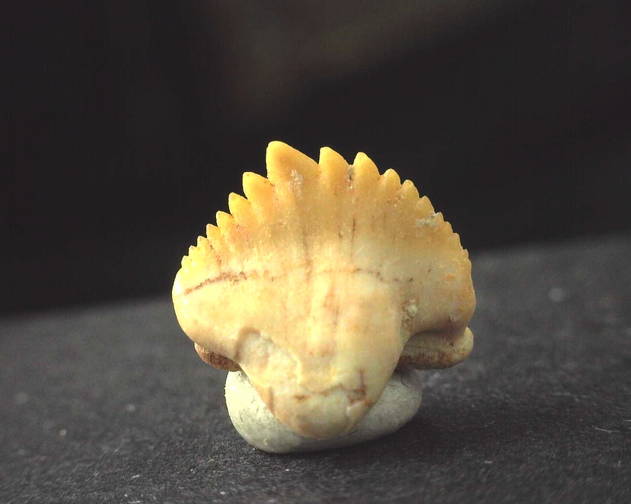Ginglymostoma Shark Tooth #14 | Fossils for Sale