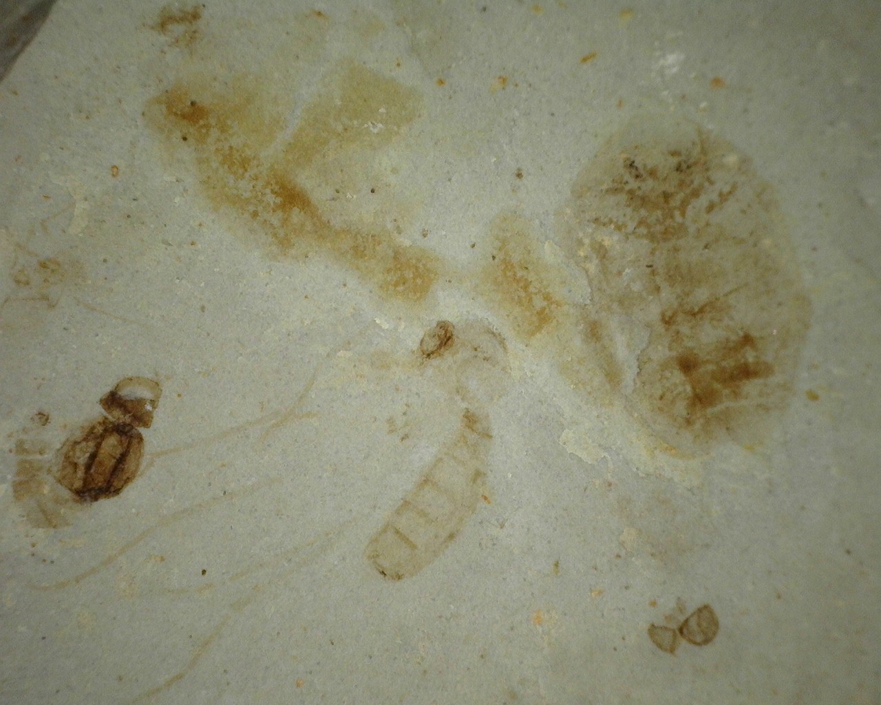 Green River Insect #18 | Fossils for Sale