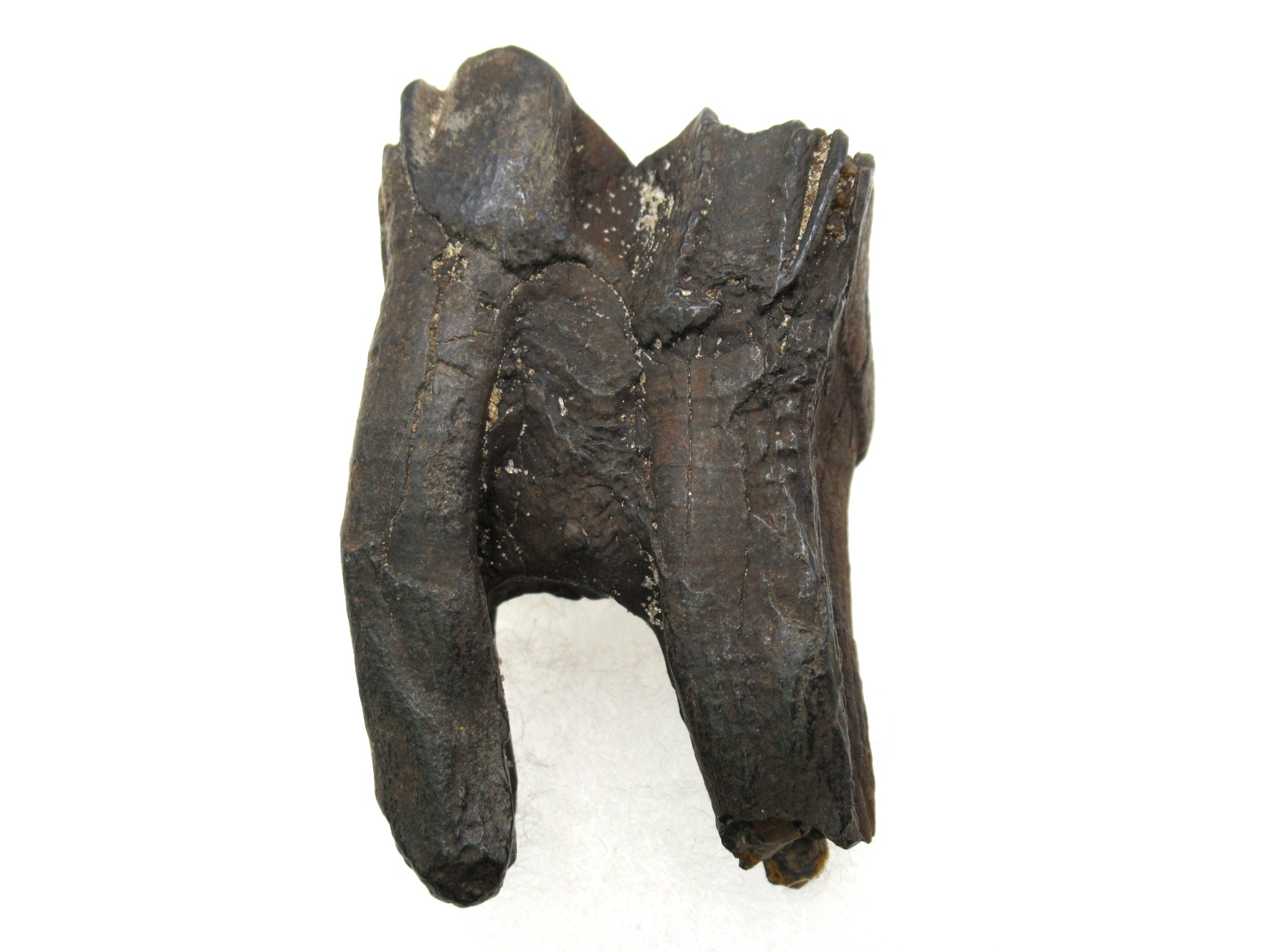 Hemiauchenia Camel Tooth #10 | Fossils for Sale