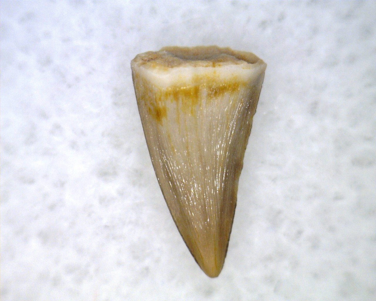 Hesperosuchus Reptile Tooth #16 | Fossils for Sale