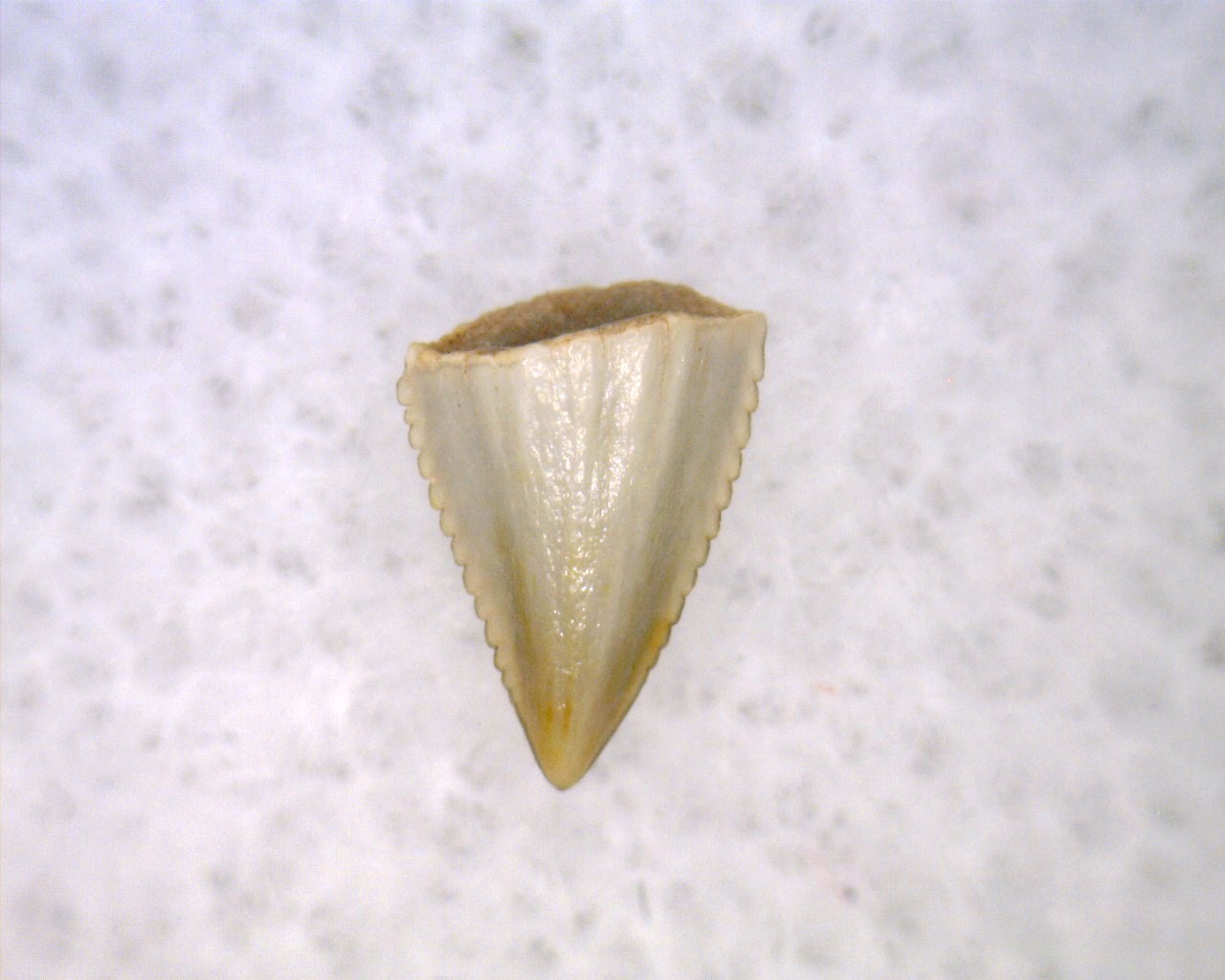 Hesperosuchus Reptile Tooth #25 | Fossils for Sale