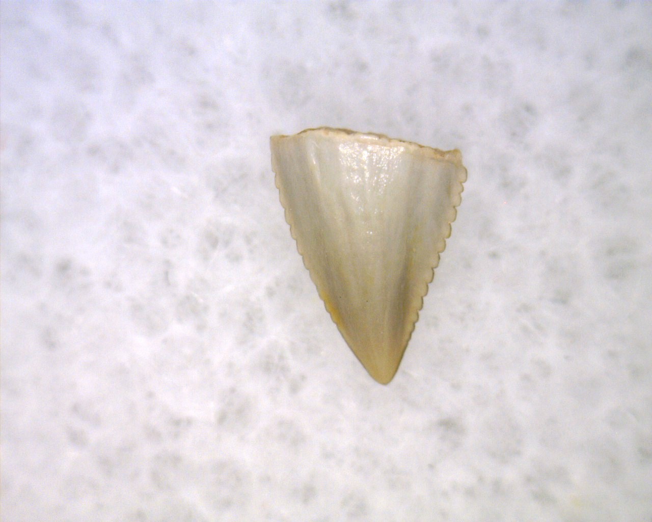 Hesperosuchus Reptile Tooth #25 | Fossils for Sale