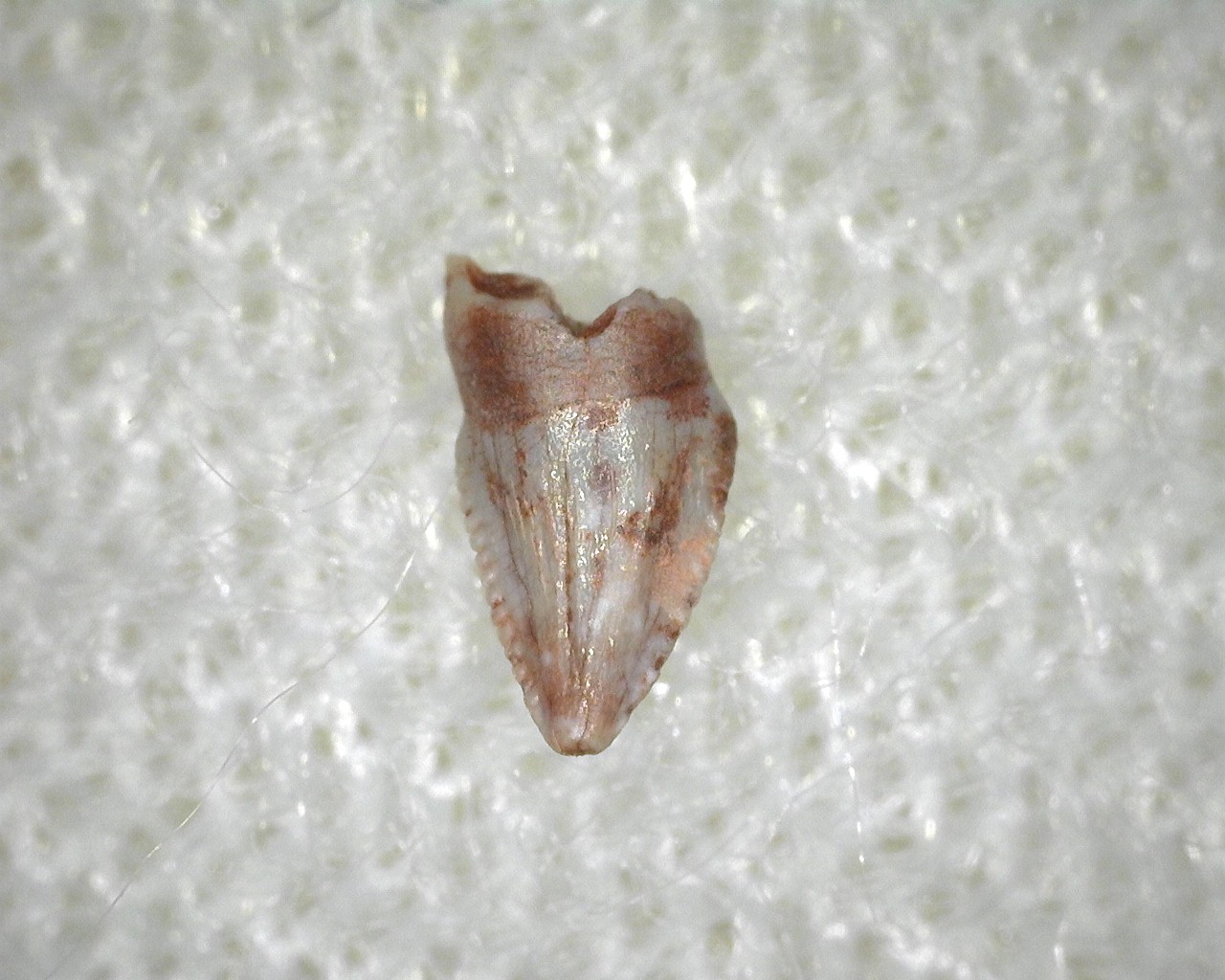 Hesperosuchus Reptile Tooth #3 | Fossils for Sale