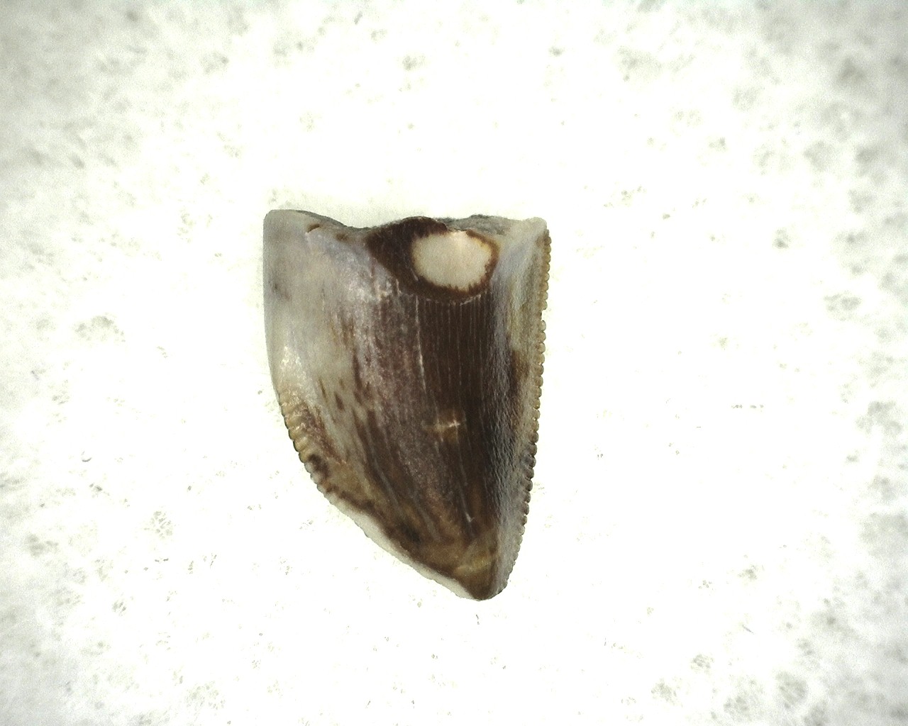 Hesperosuchus Reptile Tooth #5 | Fossils for Sale