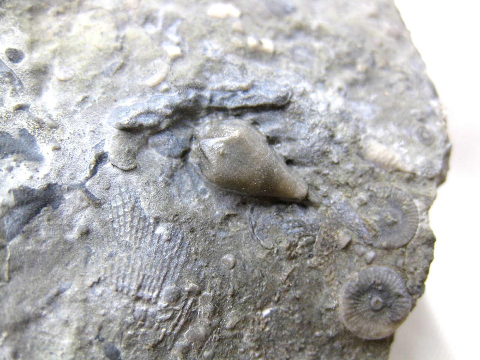 Heteroschisma subtruncatum Blastoid #6 | Fossils for Sale