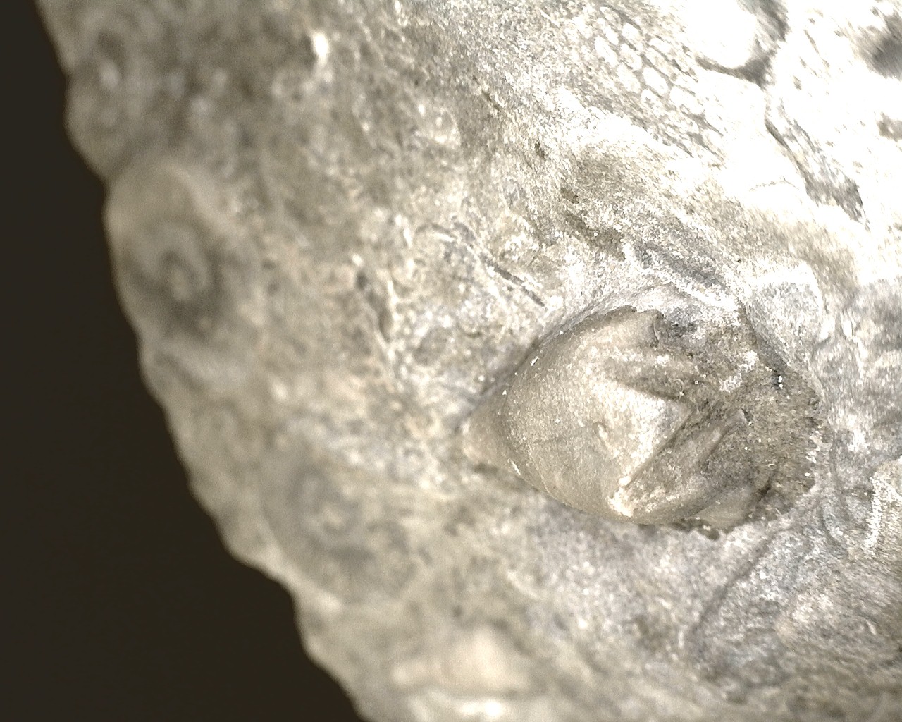 Heteroschisma subtruncatum Blastoid #6 | Fossils for Sale