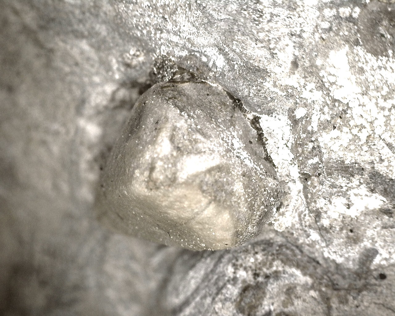 Heteroschisma subtruncatum Blastoid #8 | Fossils for Sale