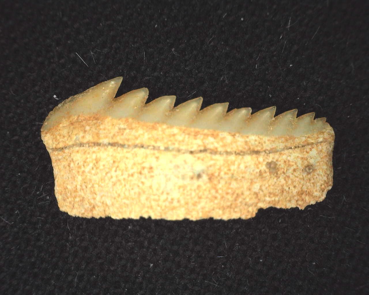 Hexanchus microdon Shark Tooth #12 | Fossils for Sale