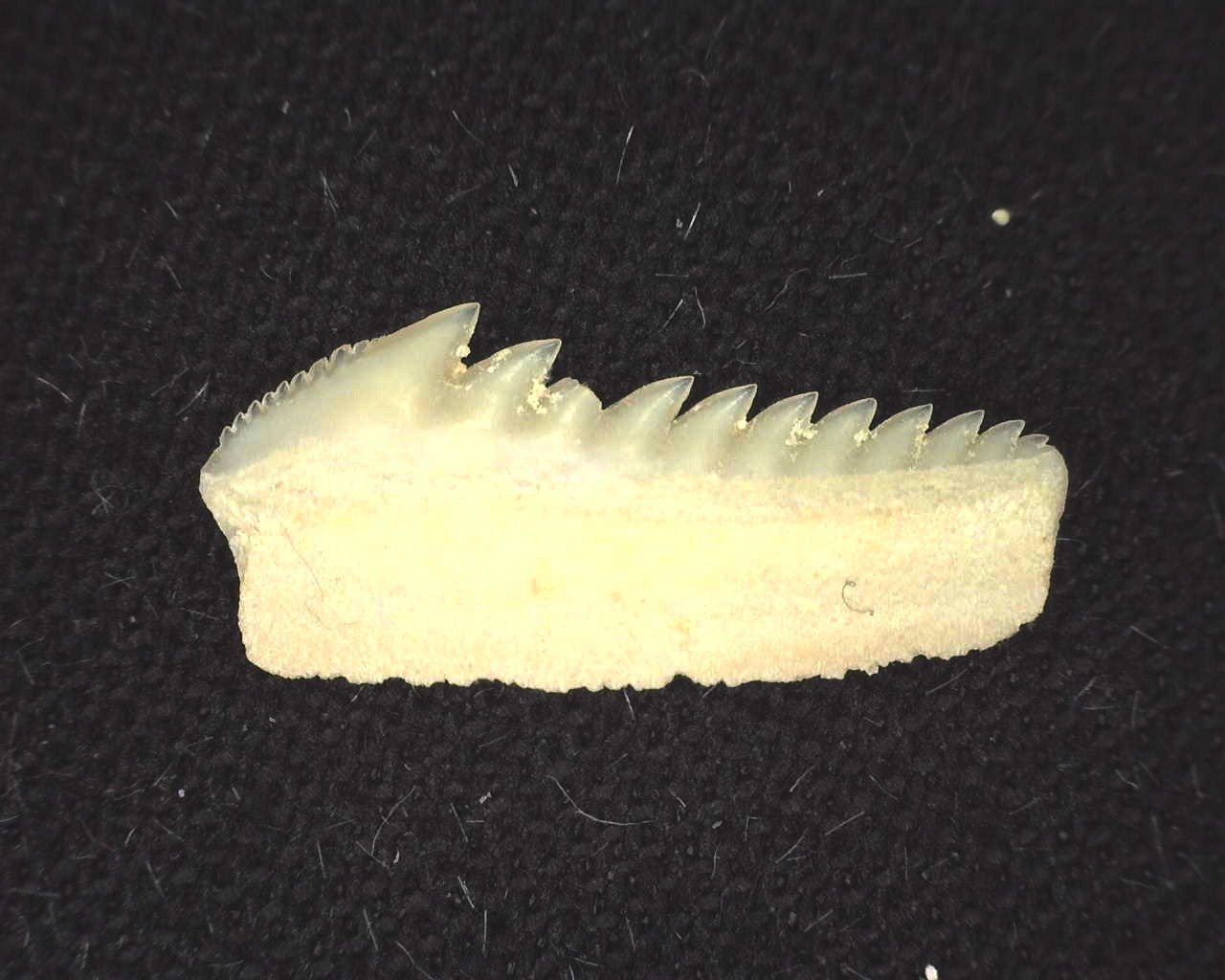 Hexanchus microdon Shark Tooth #3 | Fossils for Sale