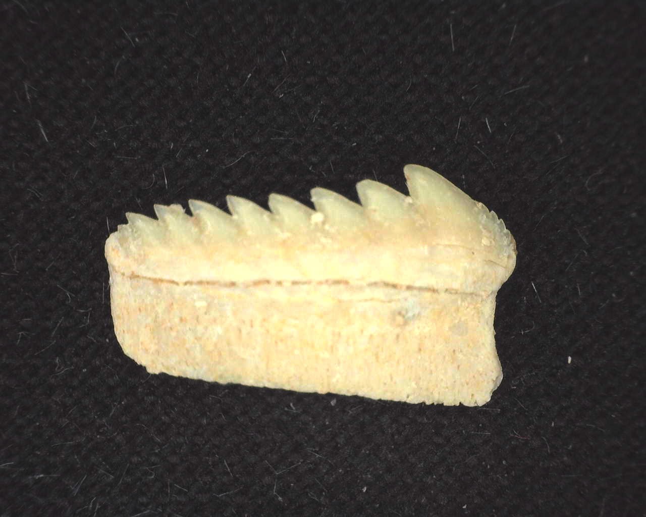 Hexanchus microdon Shark Tooth #6 | Fossils for Sale