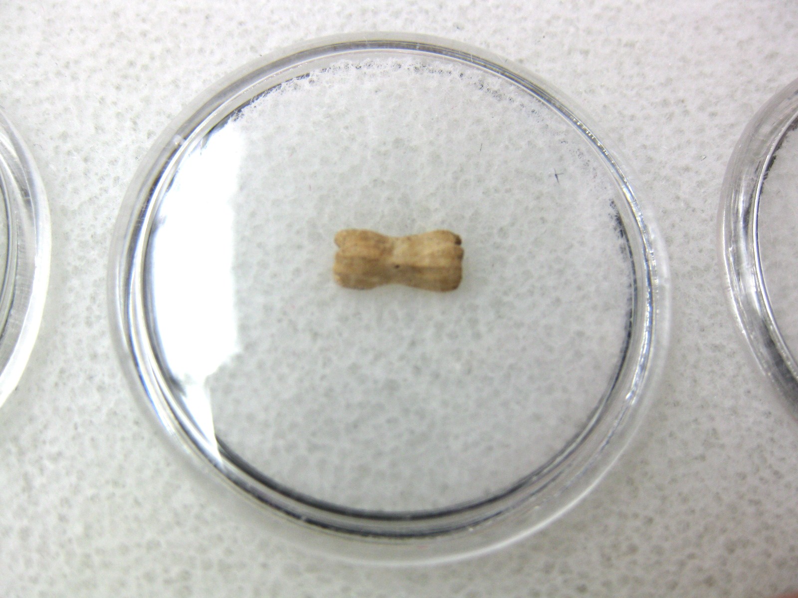 Ice Age Bird Vertebrae #13 | Fossils for Sale
