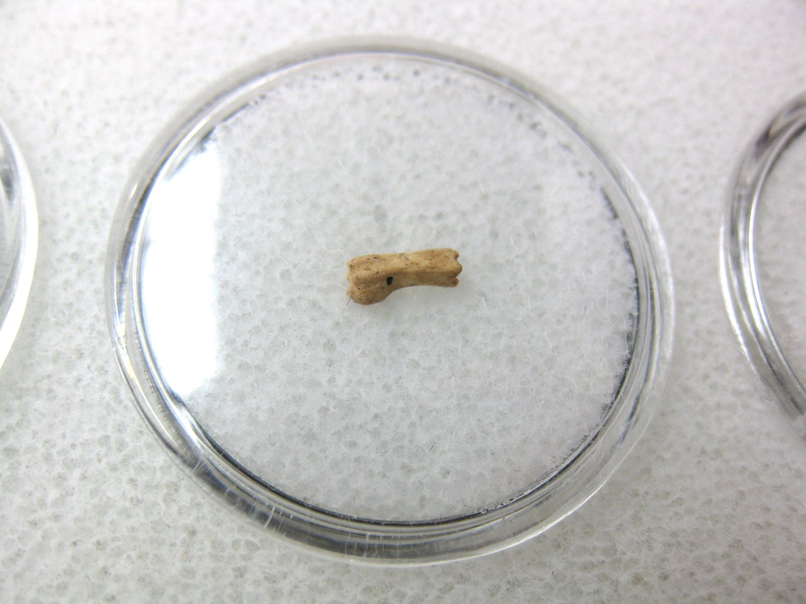 Ice Age Bird Vertebrae #18 | Fossils for Sale