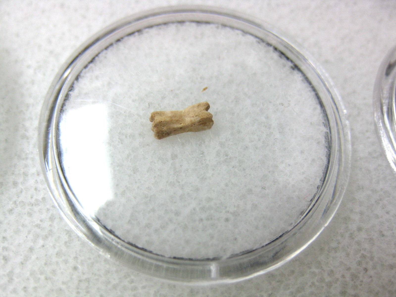 Ice Age Bird Vertebrae #4 | Fossils for Sale