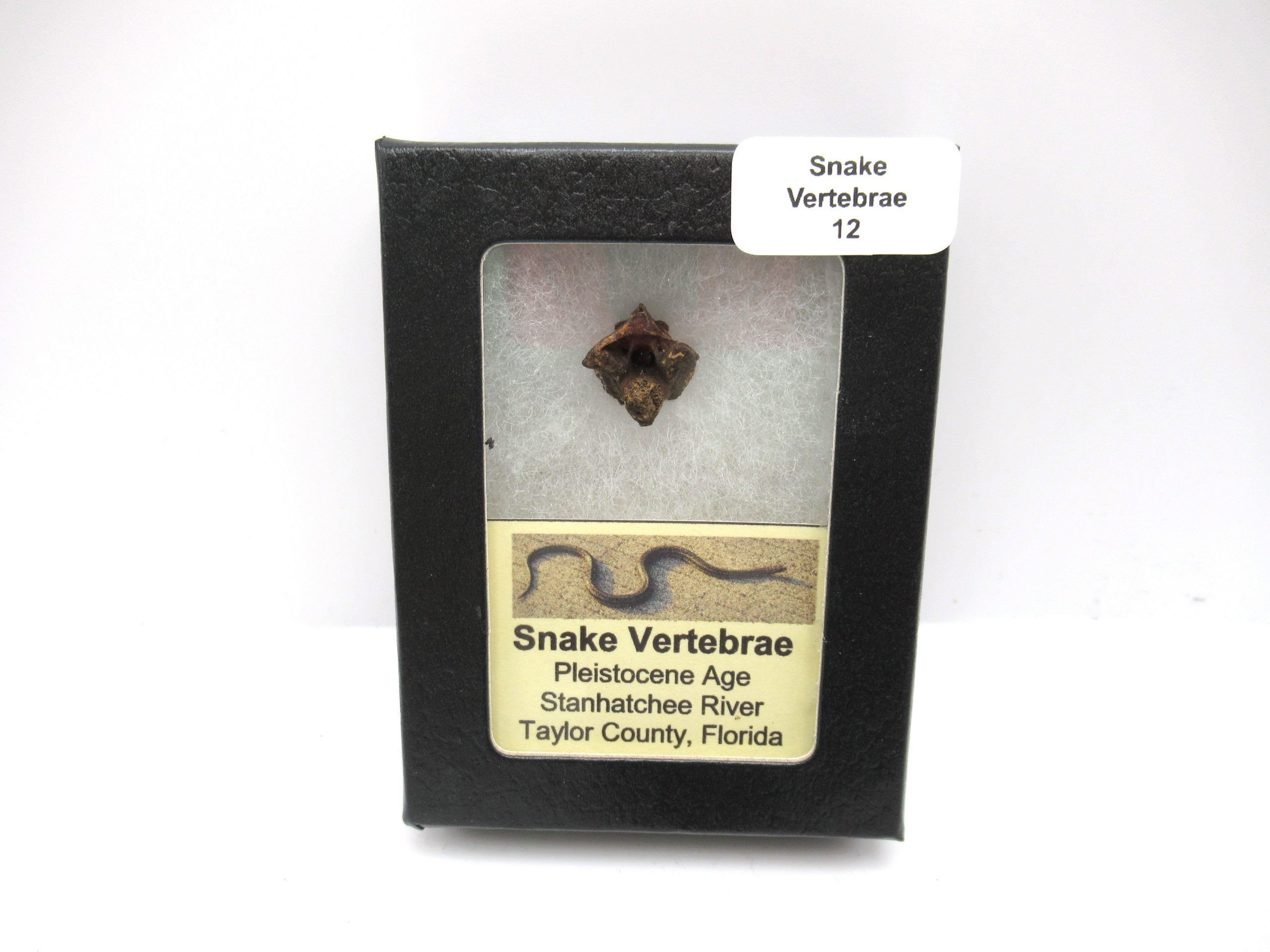 Ice Age Florida Snake Vertebrae #12 | Fossils for Sale