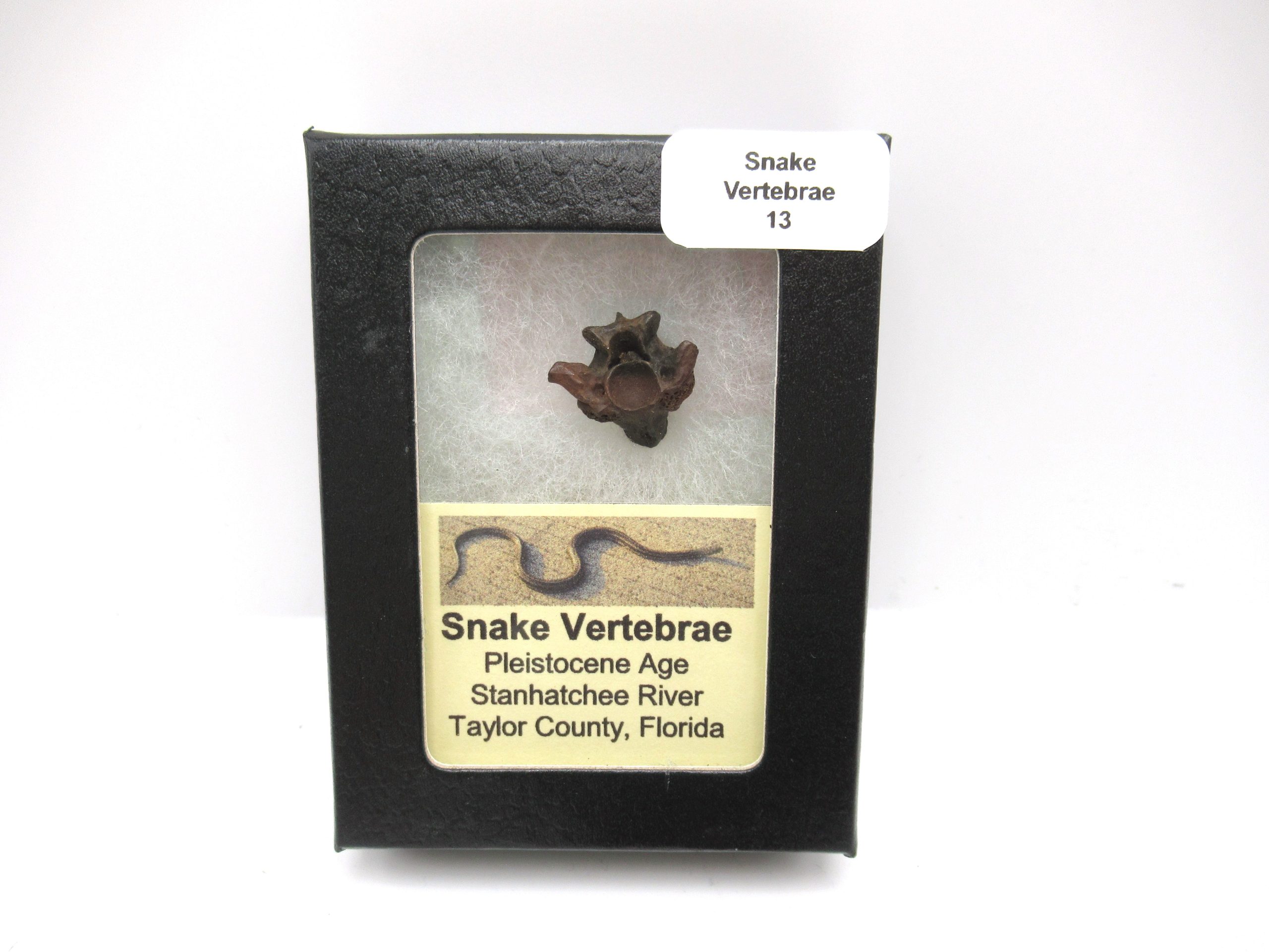 Ice Age Florida Snake Vertebrae #13 | Fossils for Sale