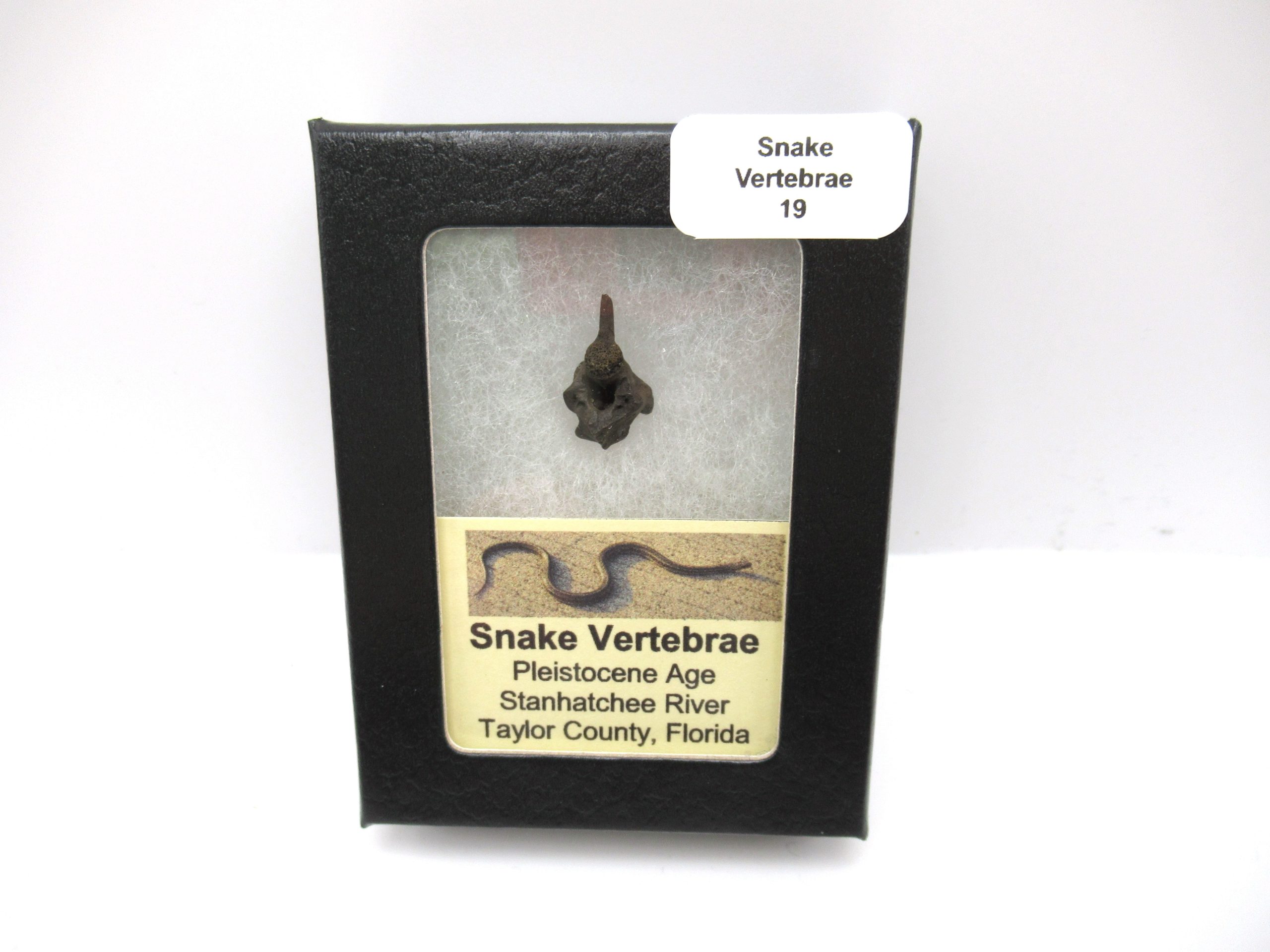 Ice Age Florida Snake Vertebrae #19 | Fossils for Sale