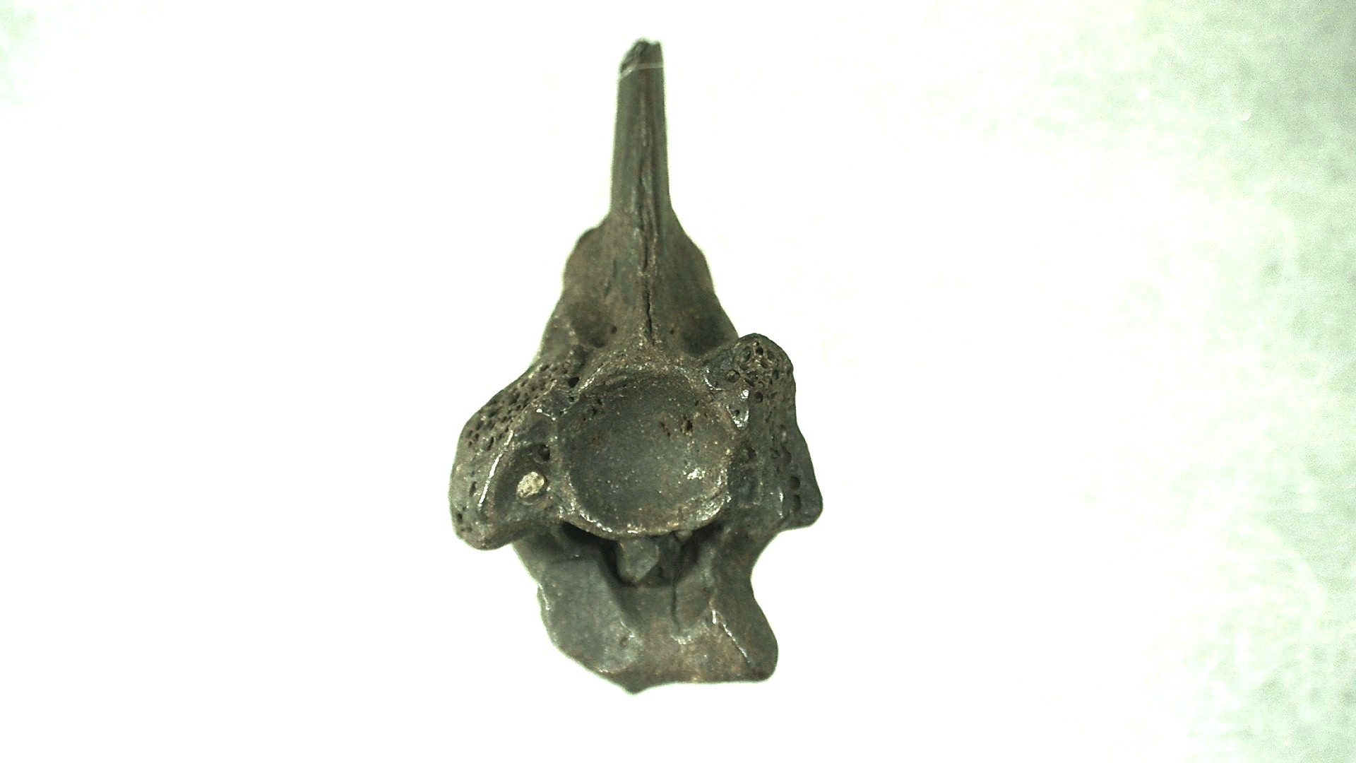 Ice Age Florida Snake Vertebrae #19 | Fossils for Sale