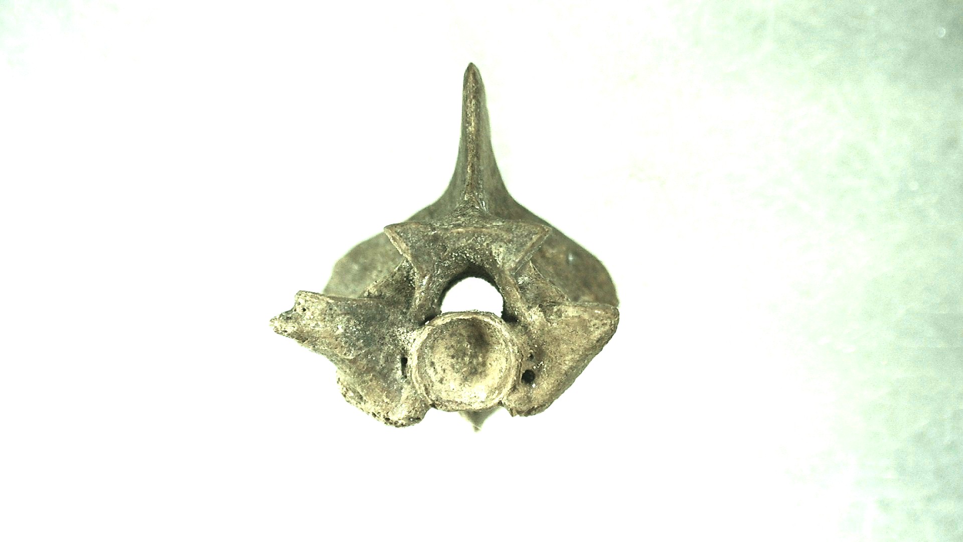 Ice Age Florida Snake Vertebrae #20 | Fossils for Sale