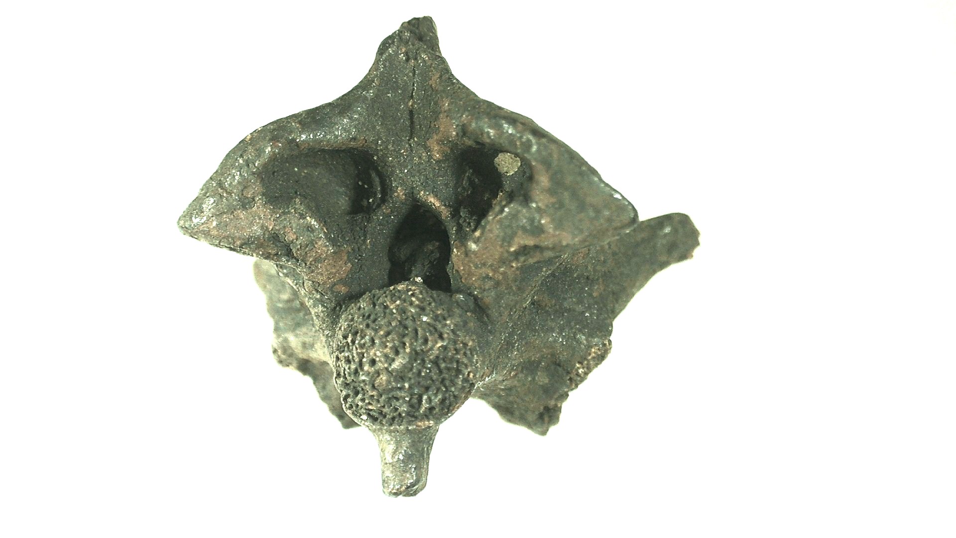 Ice Age Florida Snake Vertebrae #21 | Fossils for Sale