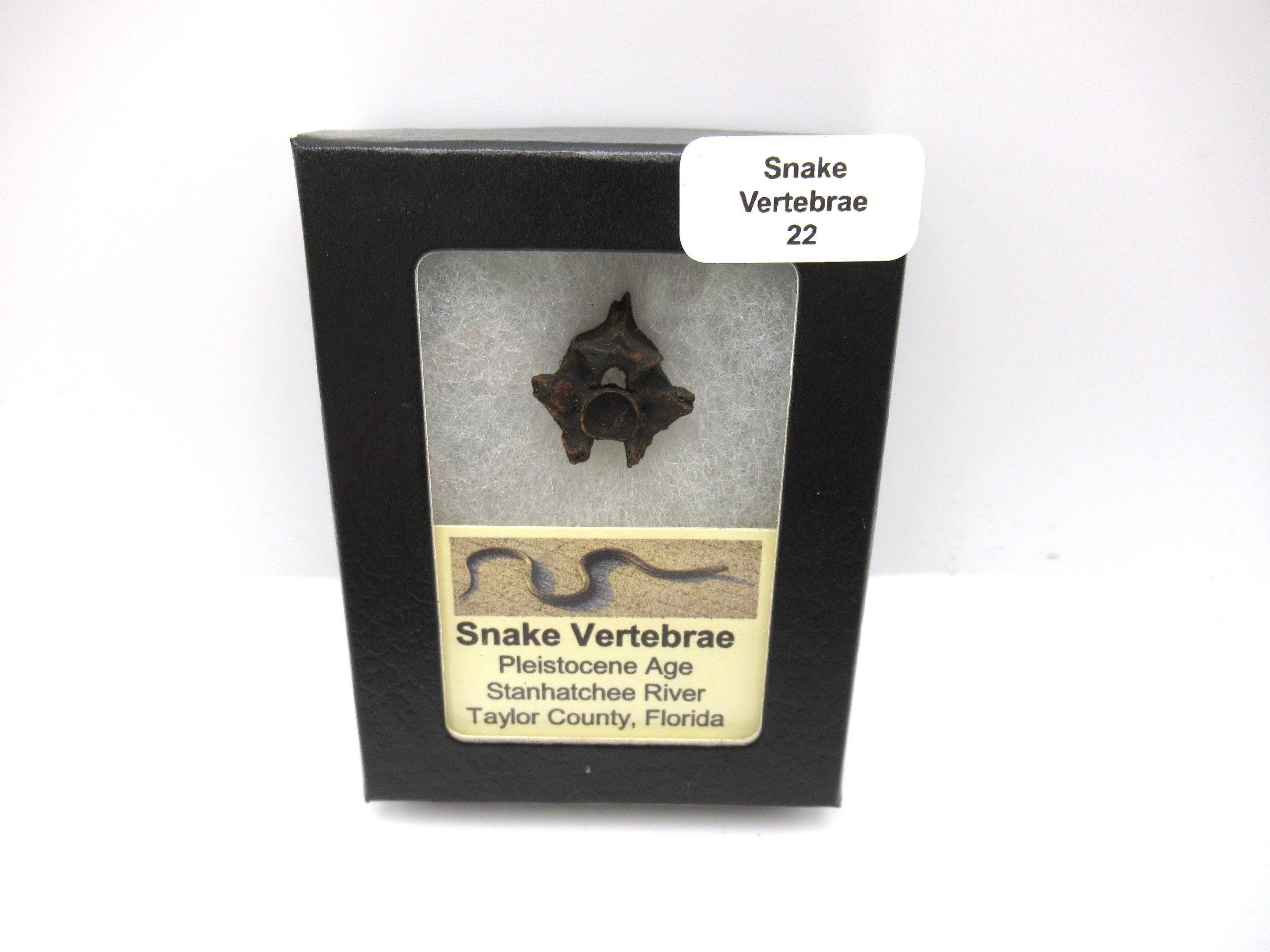 Ice Age Florida Snake Vertebrae #22 | Fossils for Sale