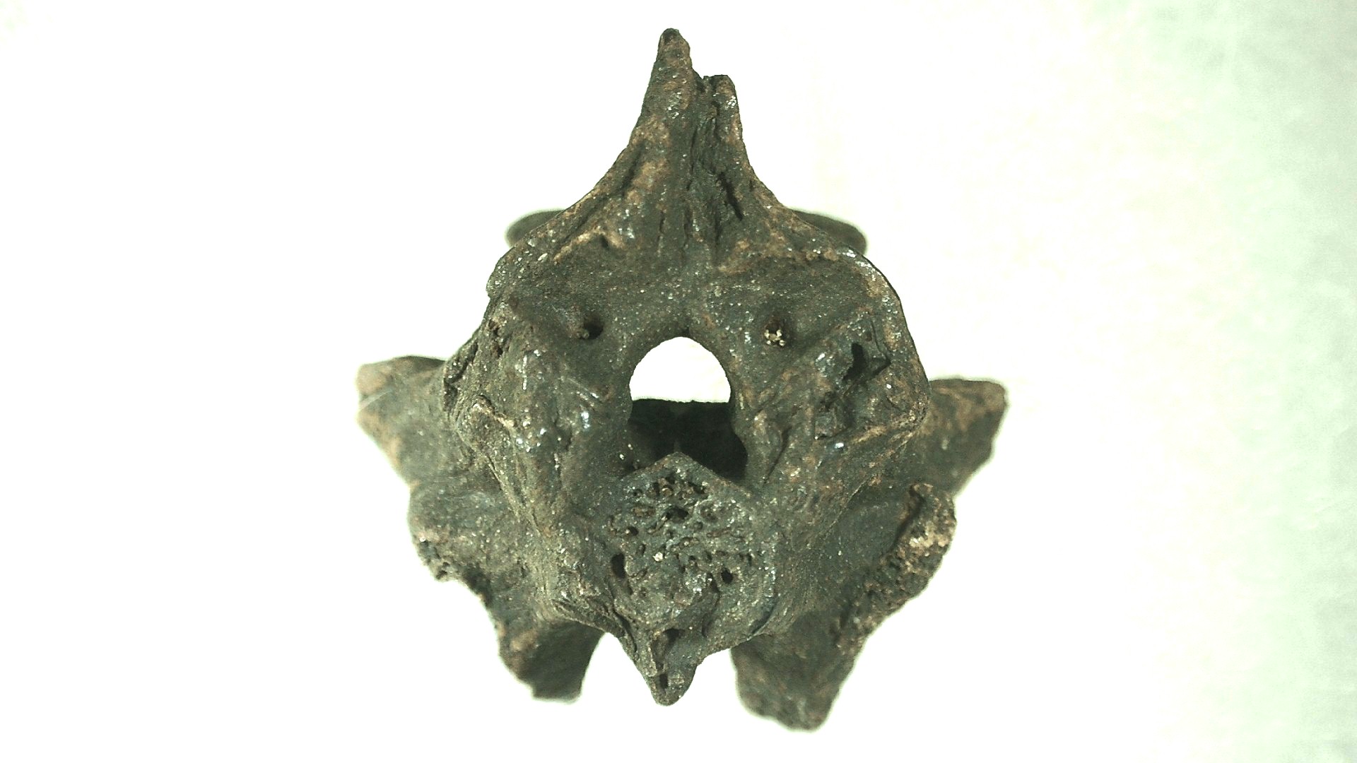 Ice Age Florida Snake Vertebrae #22 | Fossils for Sale