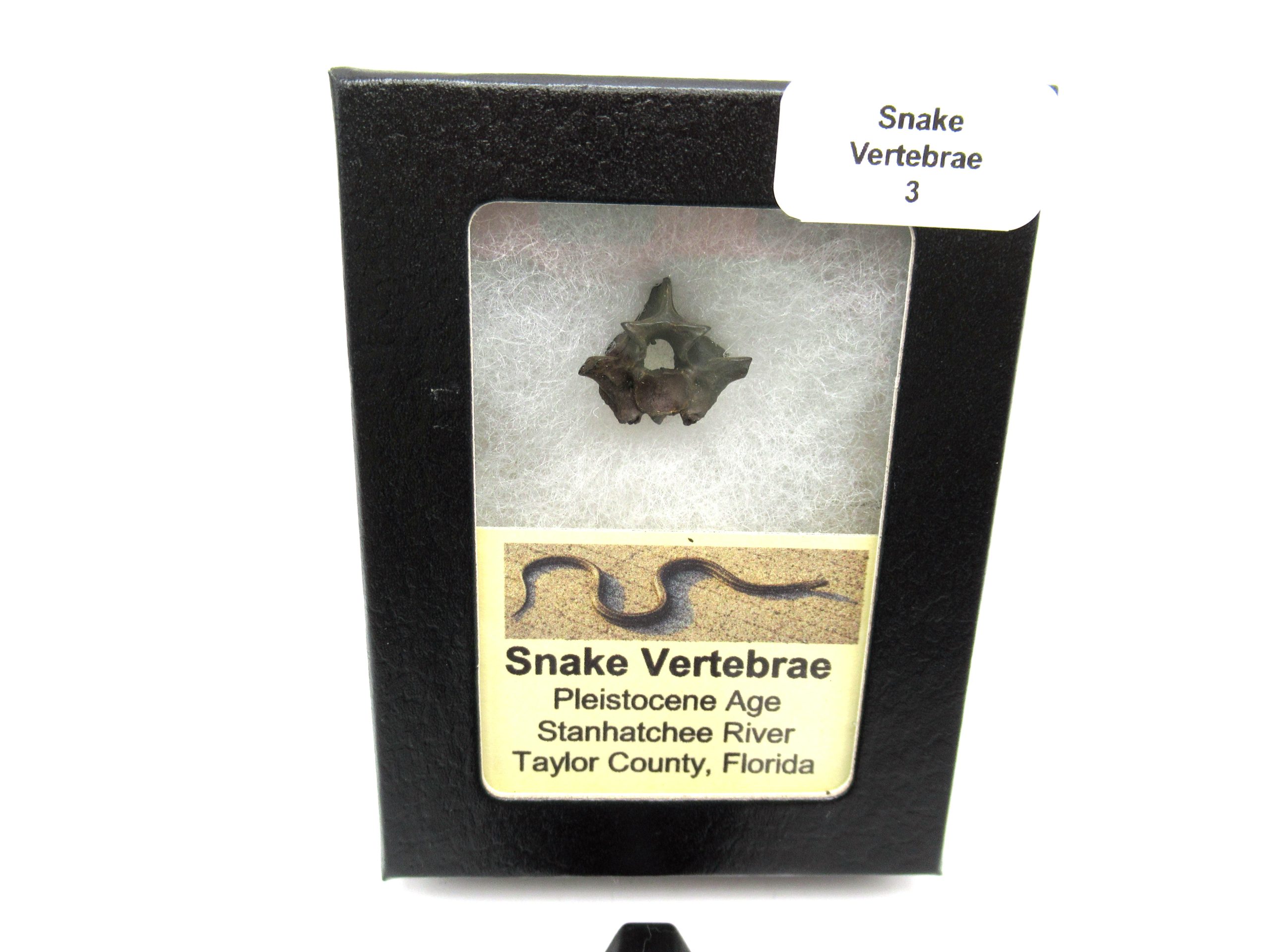 Ice Age Florida Snake Vertebrae #3 | Fossils for Sale