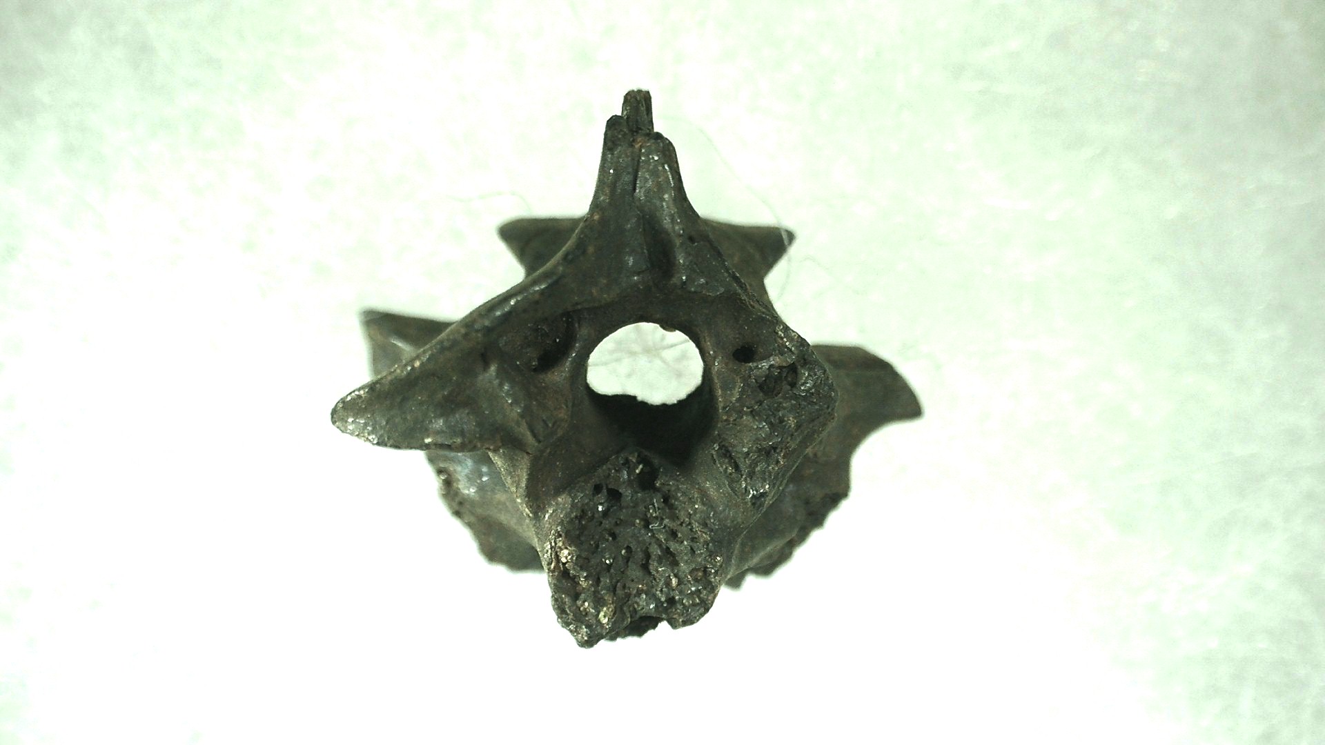 Ice Age Florida Snake Vertebrae #3 | Fossils for Sale