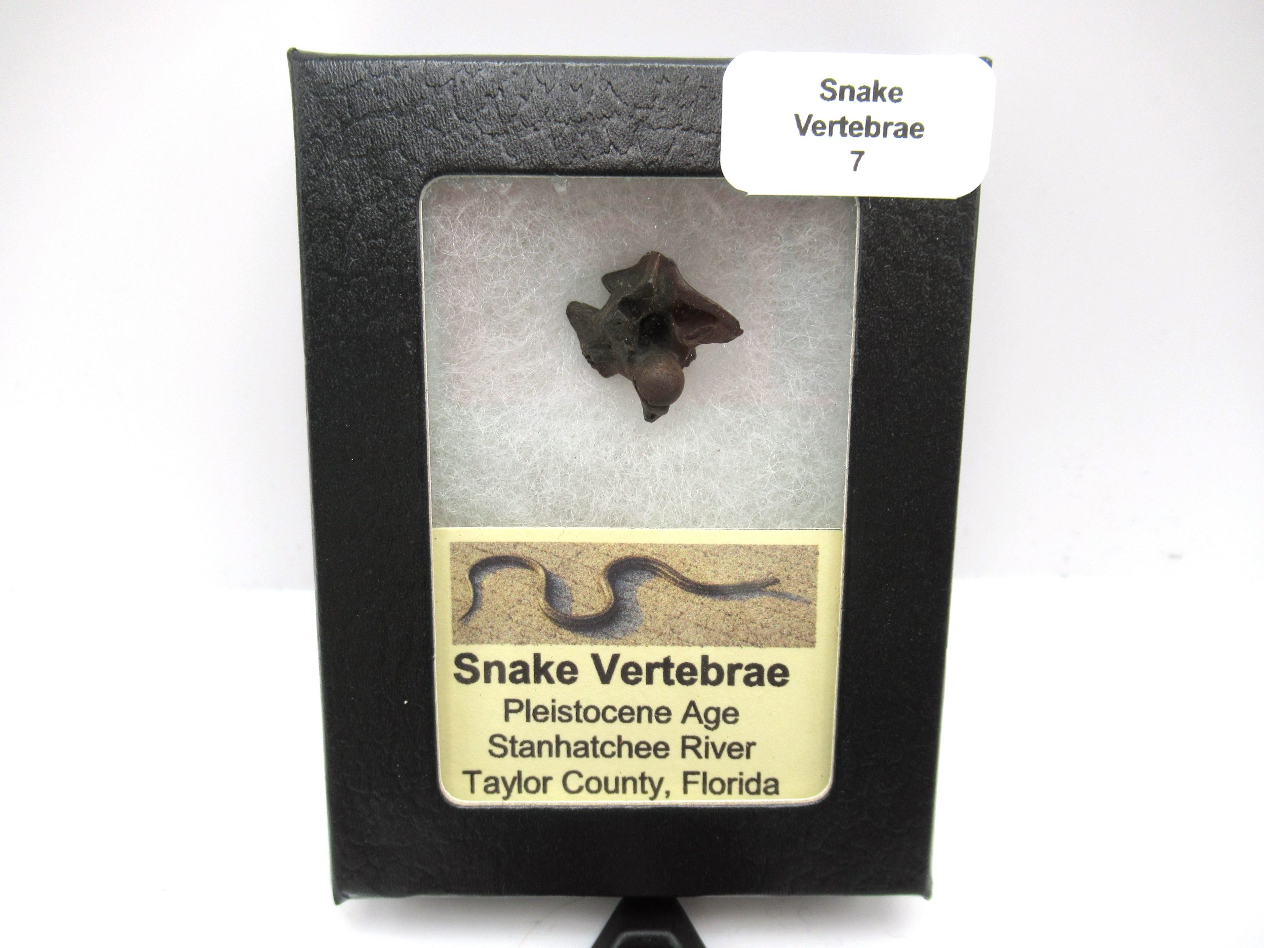 Ice Age Florida Snake Vertebrae #7 | Fossils for Sale