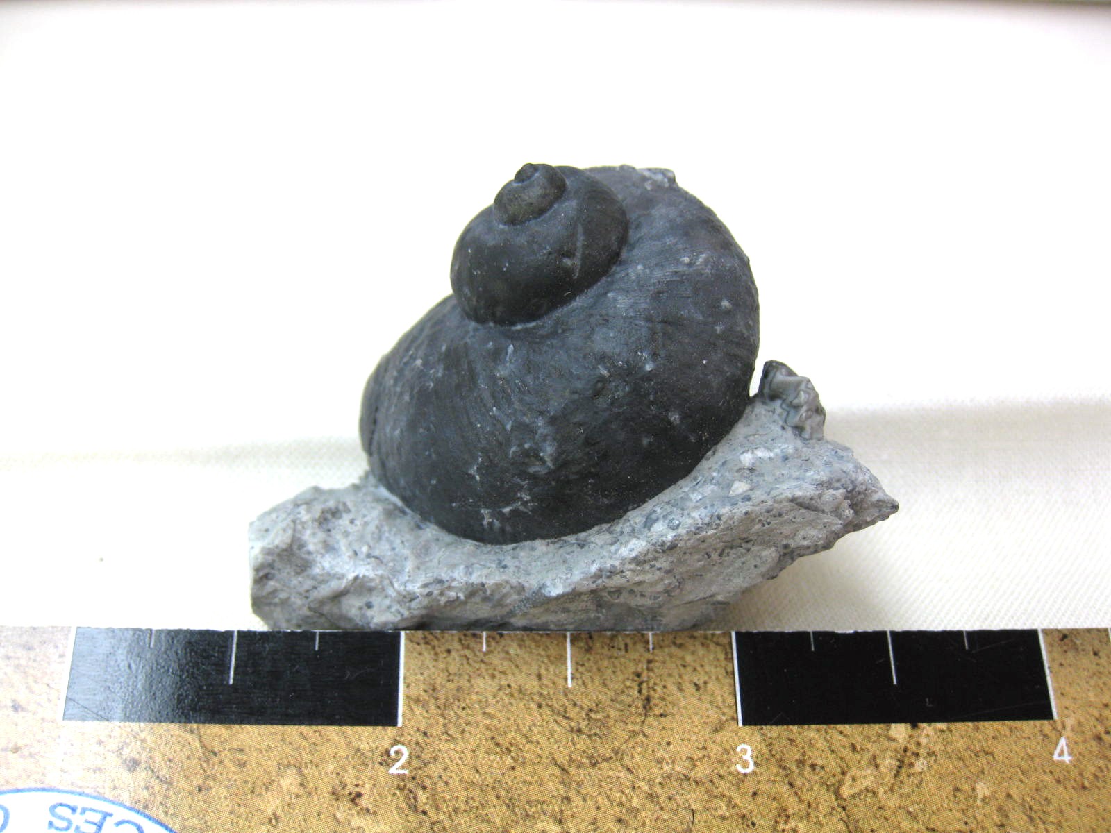 Indiana Platyostoma Gastropod #12 | Fossils for Sale