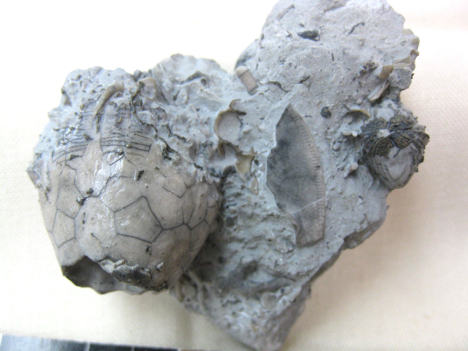 Indiana Waldron Shale Crinoid Calyx #12 | Fossils for Sale