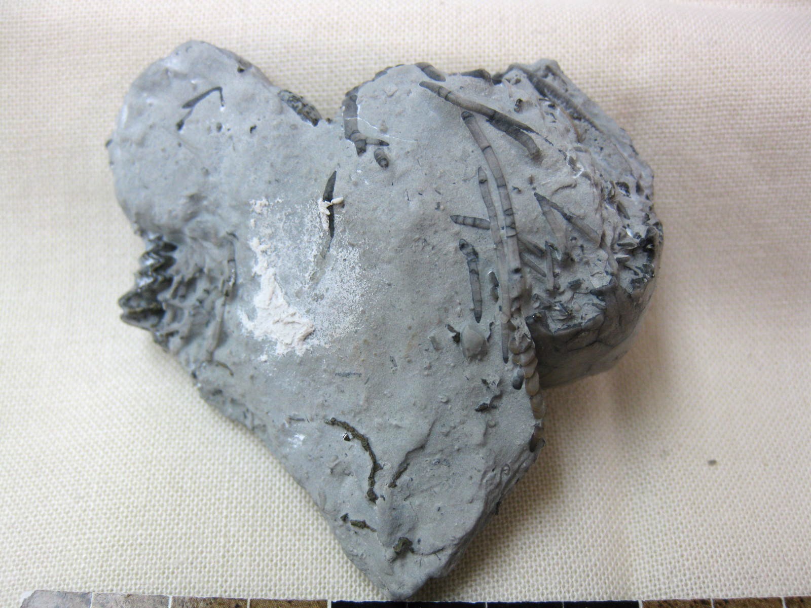 Indiana Waldron Shale Crinoid Calyx #12 | Fossils for Sale