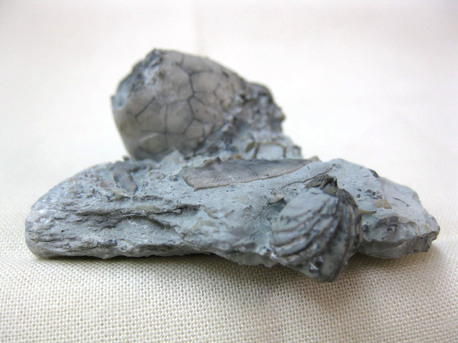 Indiana Waldron Shale Crinoid Calyx #12 | Fossils for Sale