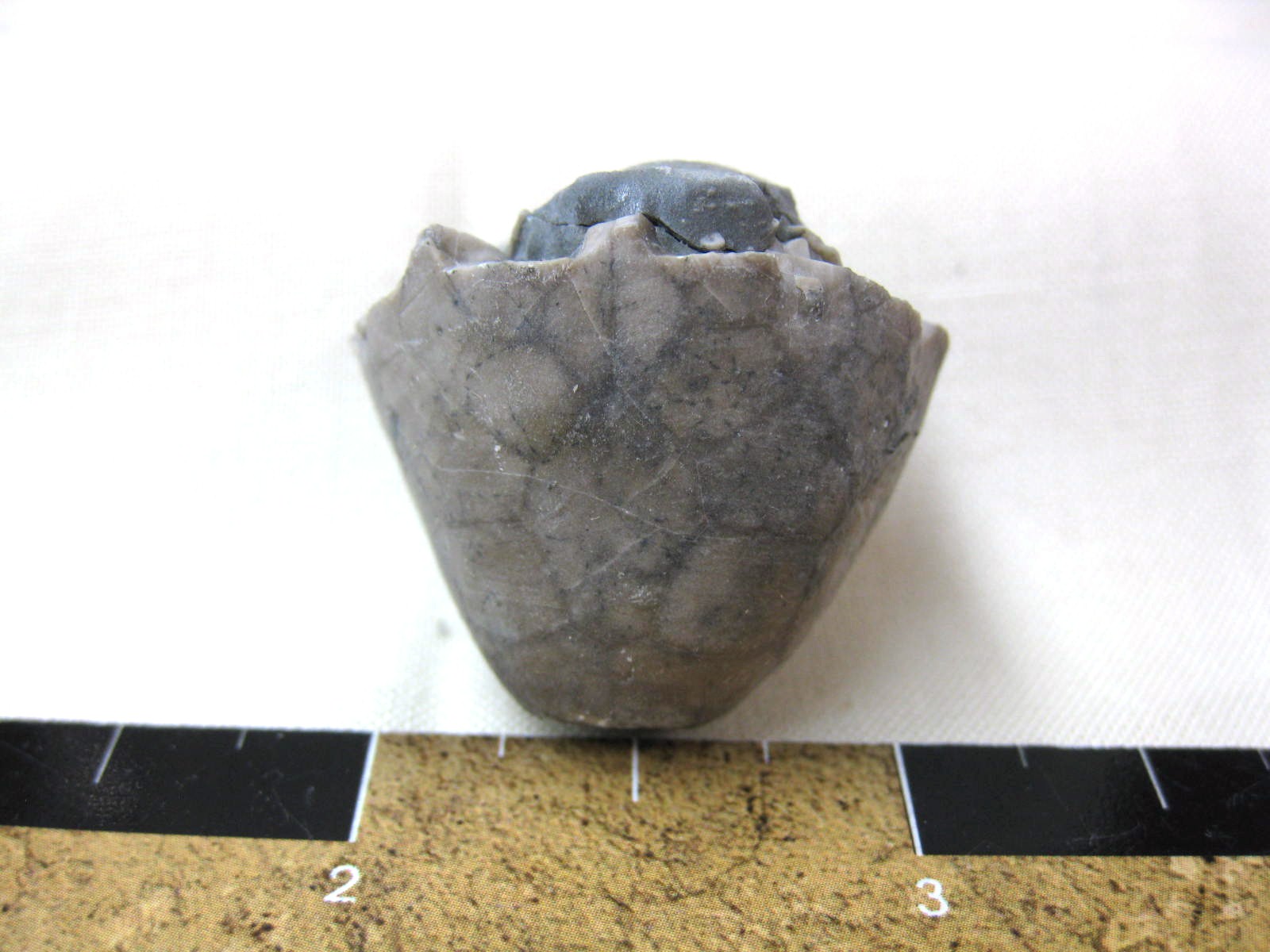 Indiana Waldron Shale Crinoid Calyx #4 | Fossils for Sale